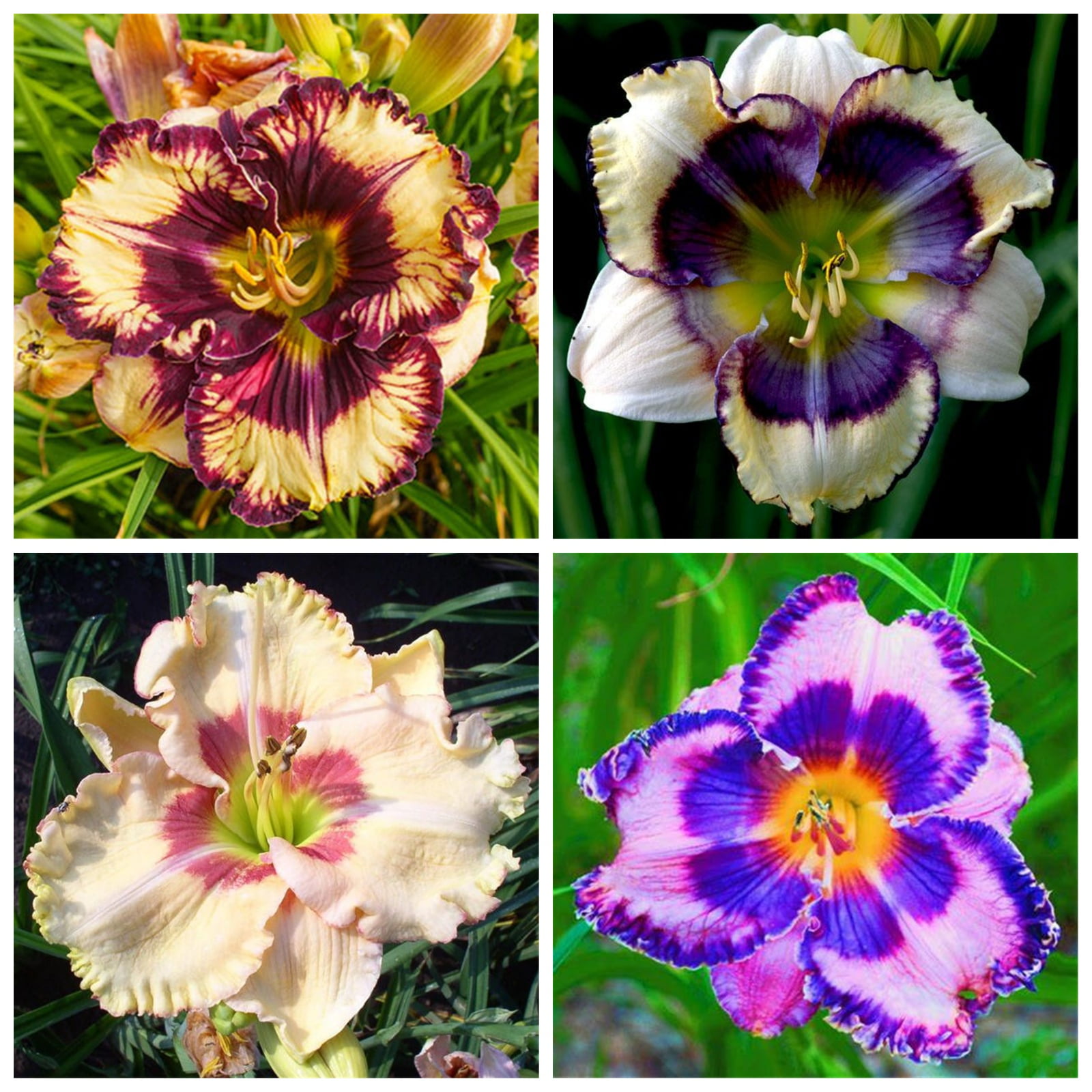 Garden Decoration (Daylily bulk) Professional Planting for Stunning ...