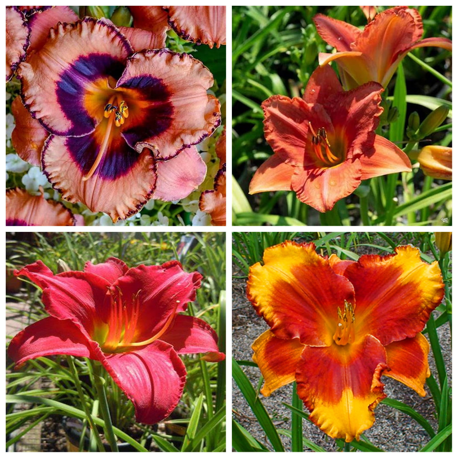 Garden Decoration (Daylily bulk) Professional Planting for Stunning ...