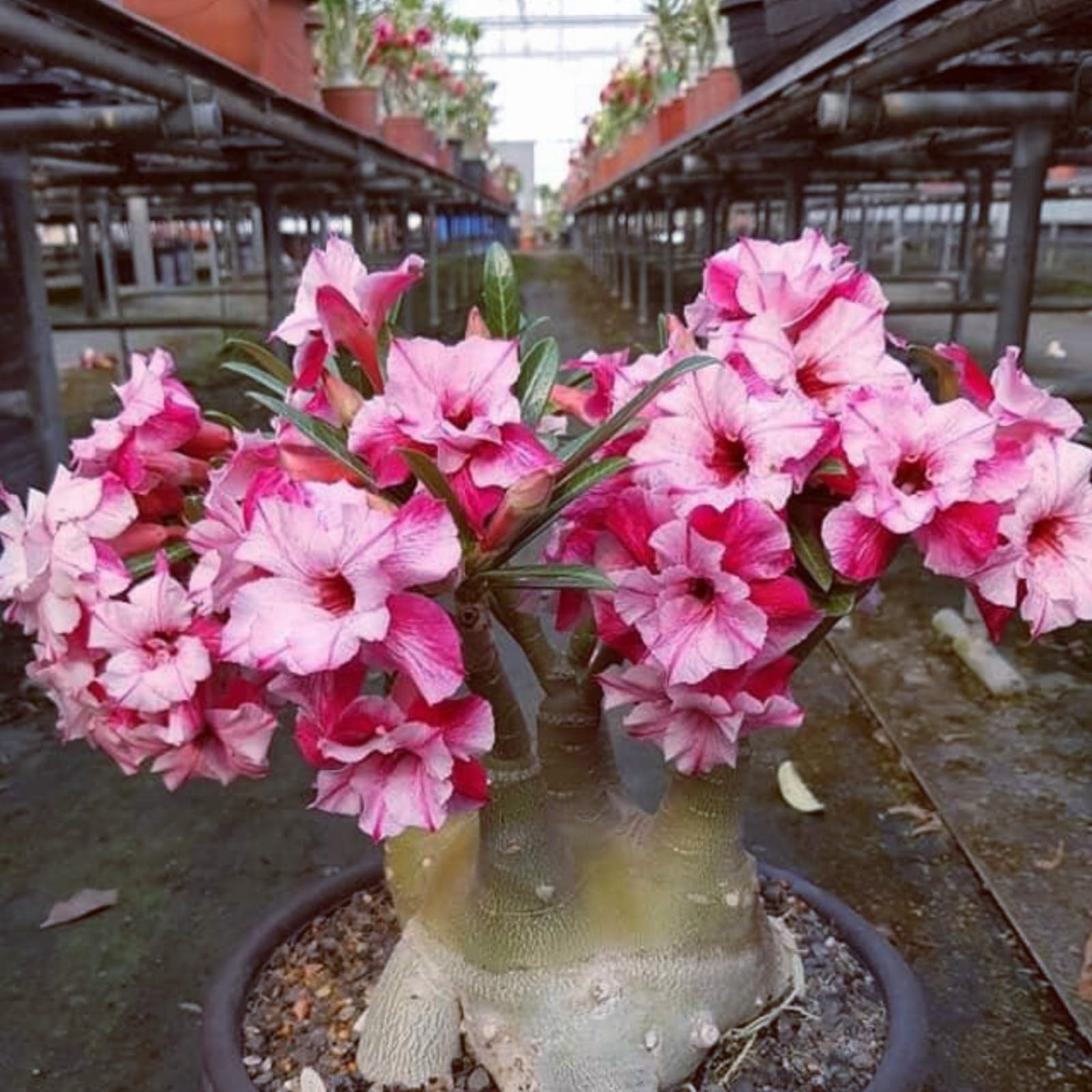 Garden Decoration (Desert Rose) Professional Planting Pots to Grow Fall ...