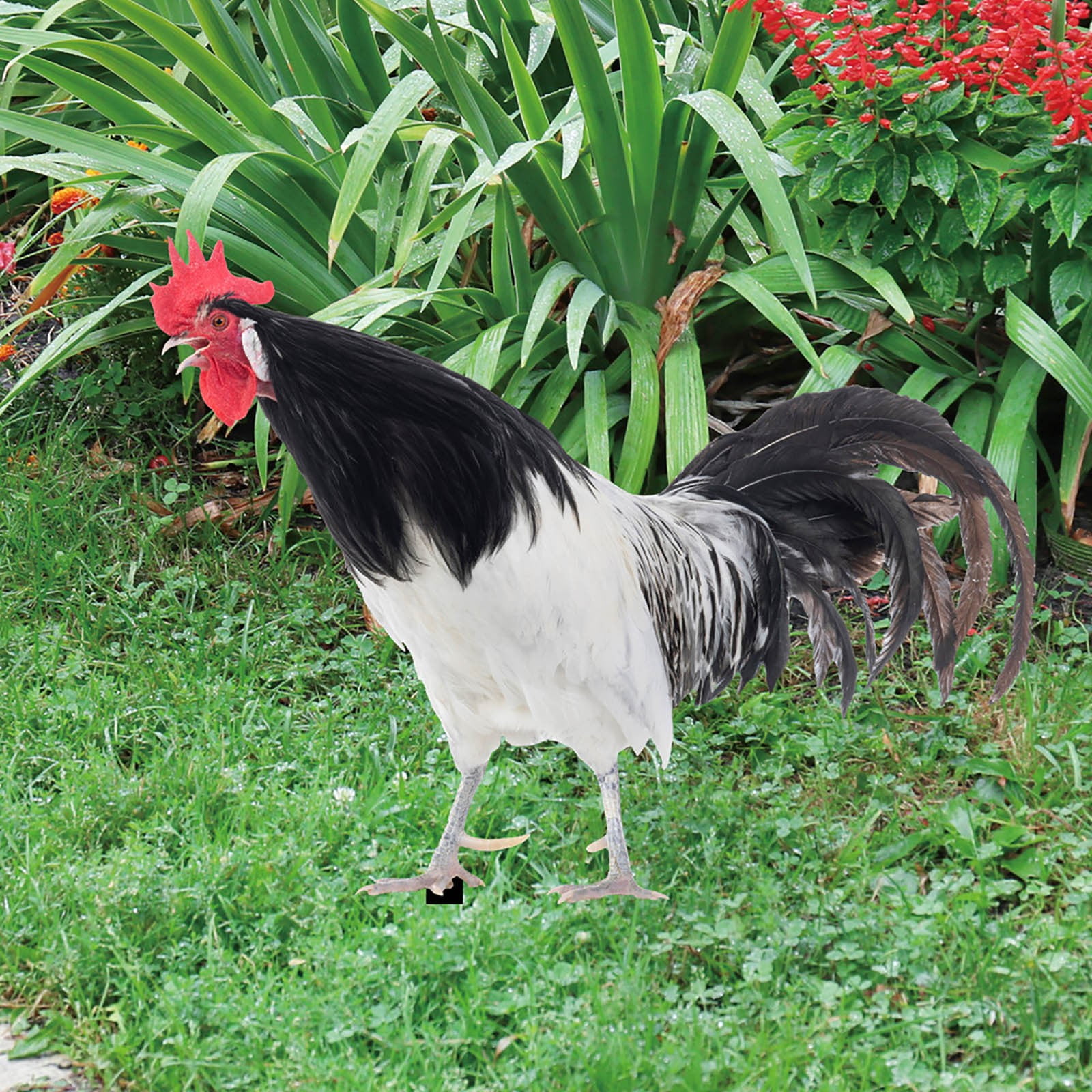 Garden Decoration Fun Plug In Rooster Hen Courtyard Plug In Yard Art ...