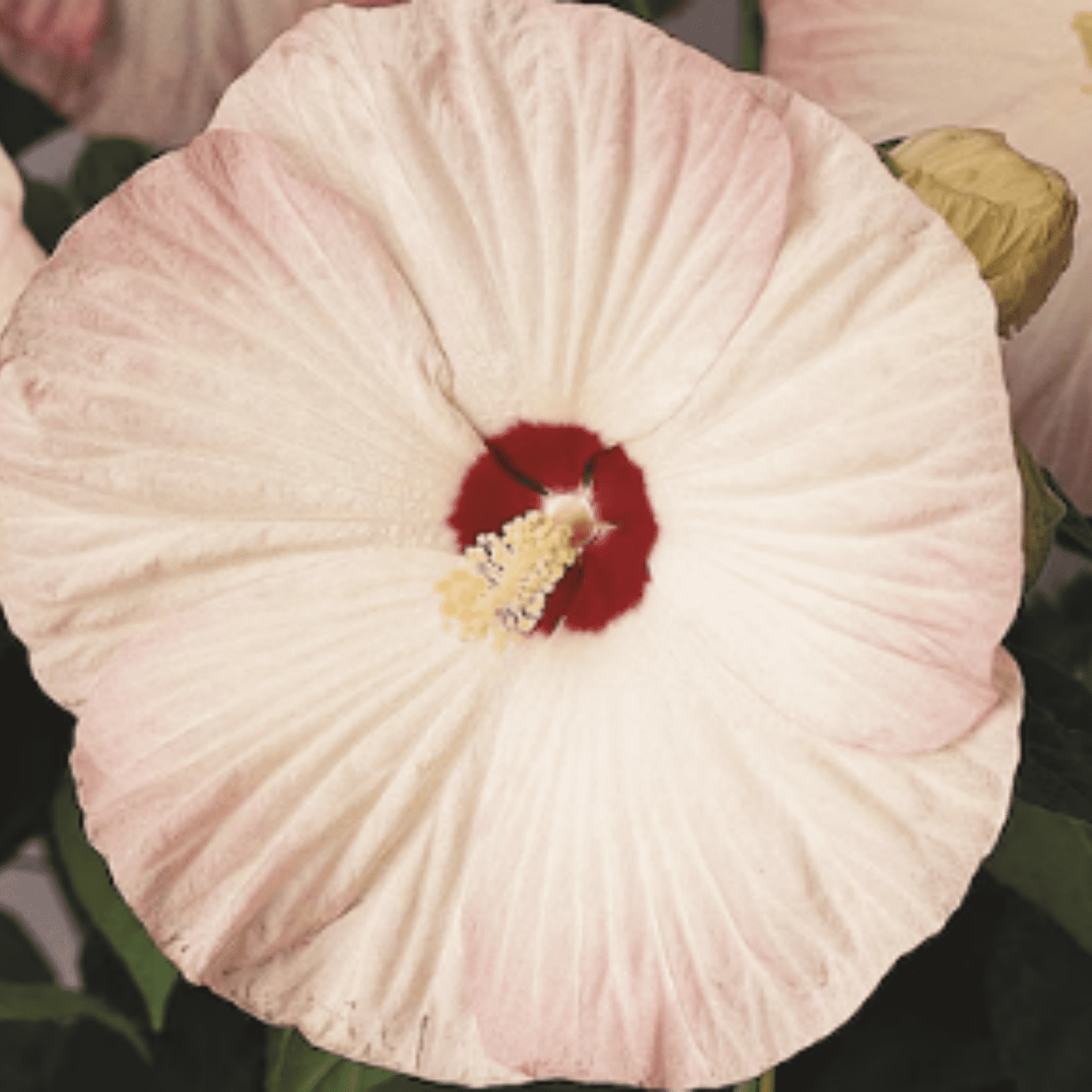 Garden Decoration, Hibiscus , (Hibiscus ),Suitable for cut flower vases ...