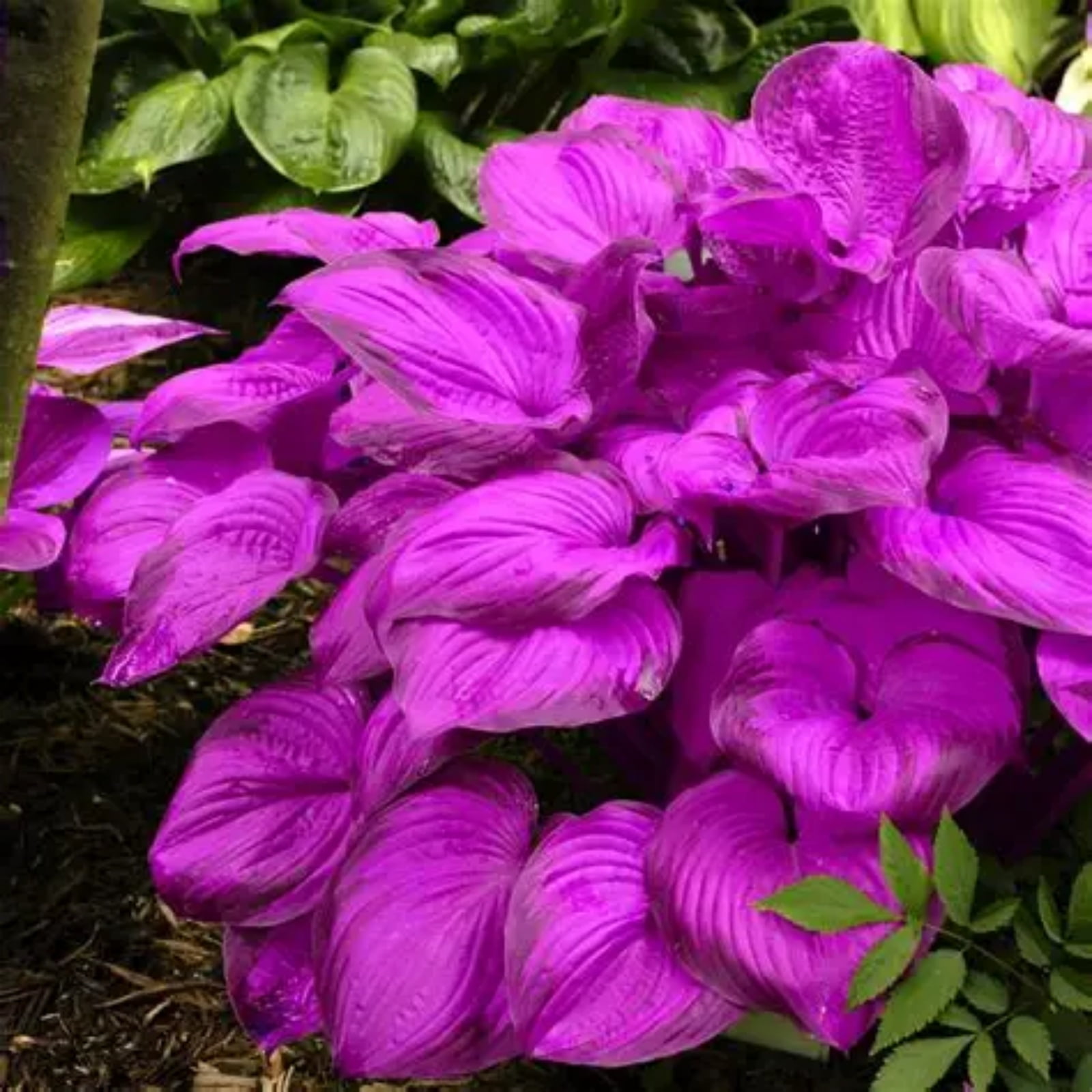 Garden Decoration Hosta-Bulbs Fast grow -Create landscapes Garden ...