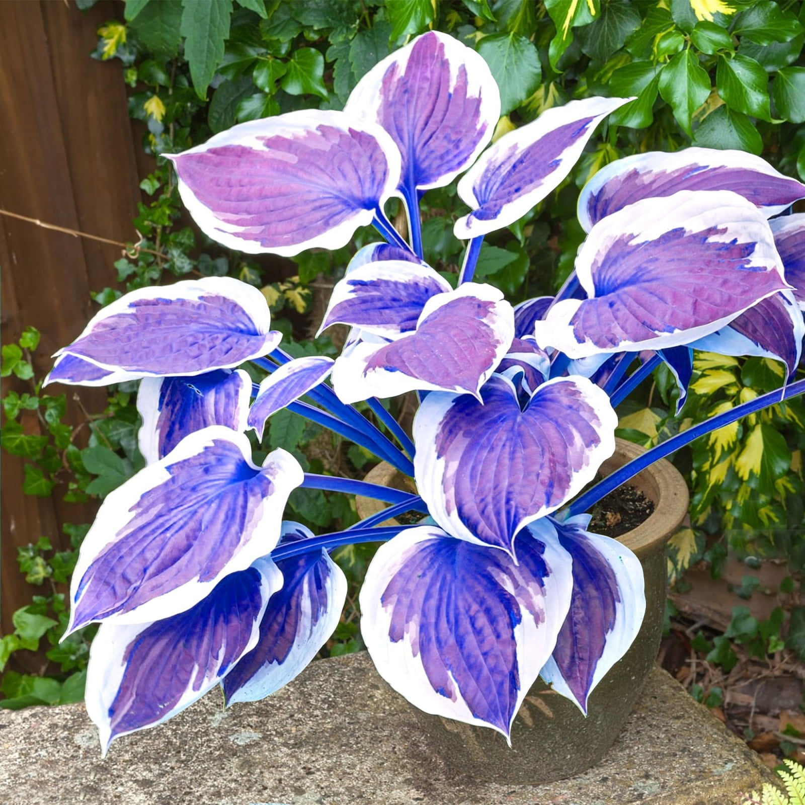 Garden Decoration-Hosta - Flower Bed Decoration - Tolerant And Easy To ...