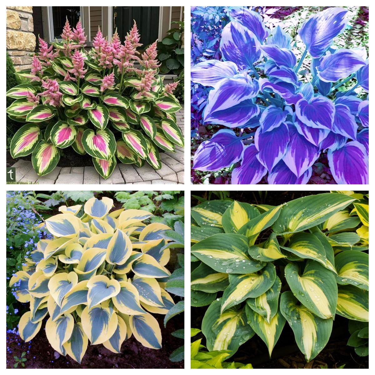 Garden Decoration (Hosta bulk) Professional Planting for Stunning ...