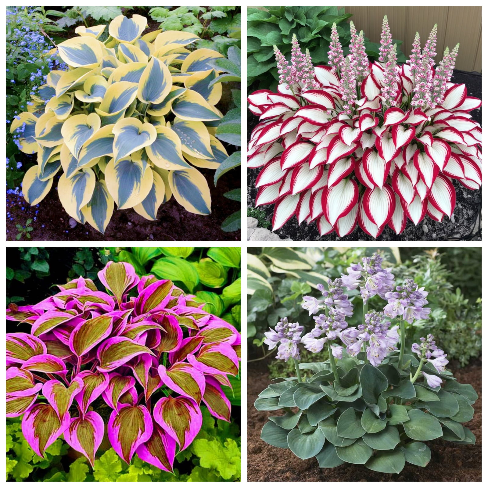 Garden Decoration (Hosta bulk) Professional Planting for Stunning ...