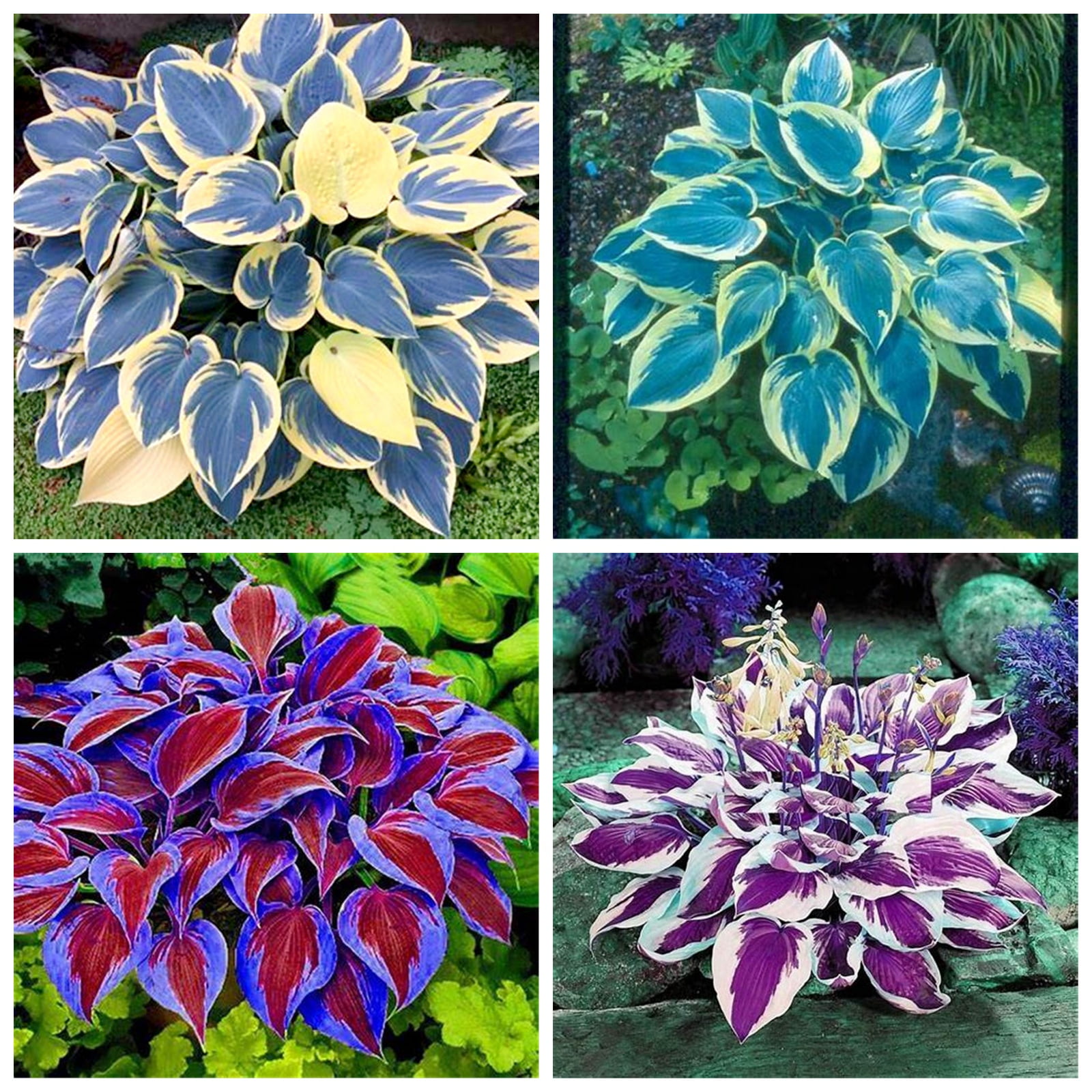 Garden Decoration (Hosta bulk) Professional Planting for Stunning ...