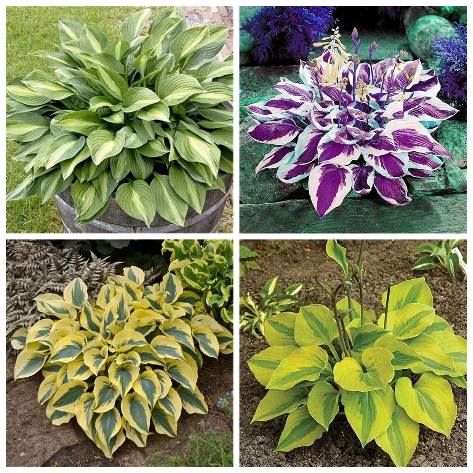 Garden Decoration (Hosta bulk) Professional Planting for Stunning ...