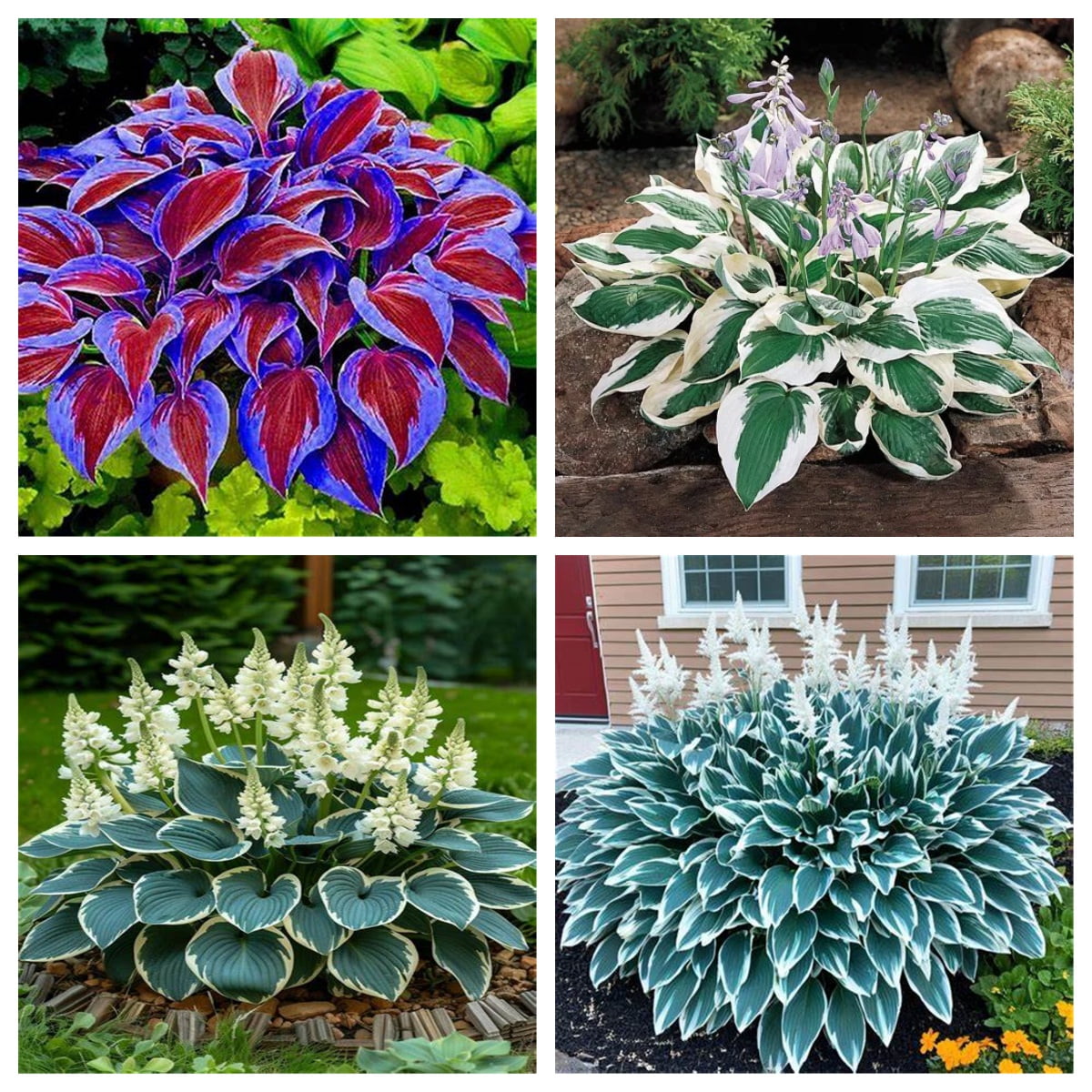 Garden Decoration (Hosta bulk) Professional Planting for Stunning ...