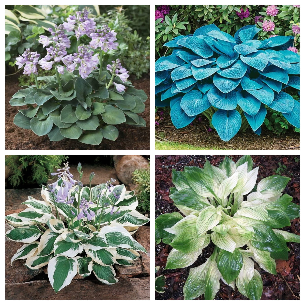 Garden Decoration (Hosta bulk) Professional Planting for Stunning ...