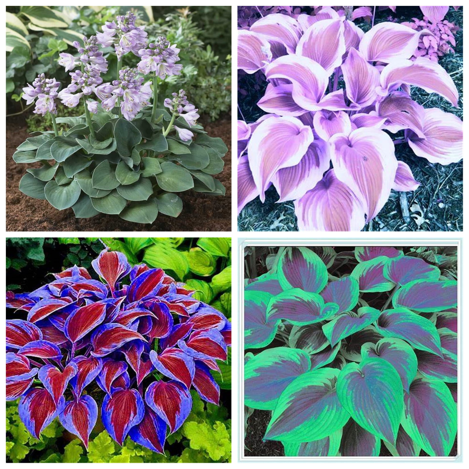 Garden Decoration (Hosta bulk) Professional Planting for Stunning ...
