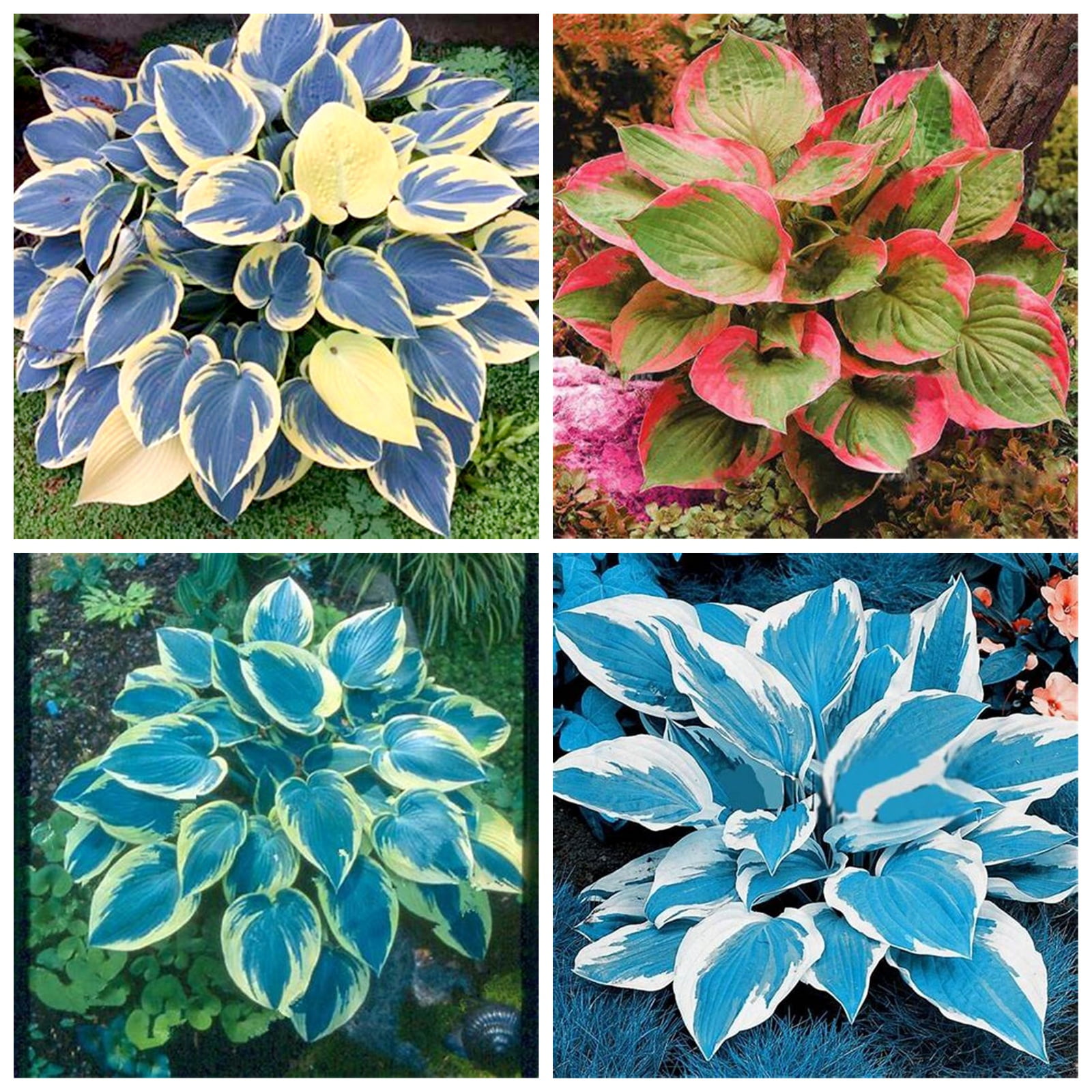 Garden Decoration (Hosta bulk) Professional Planting for Stunning ...