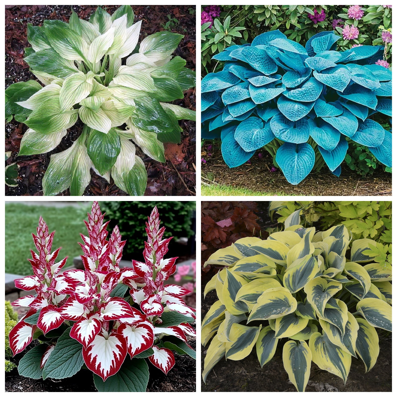 Garden Decoration (Hosta bulk) Professional Planting for Stunning ...