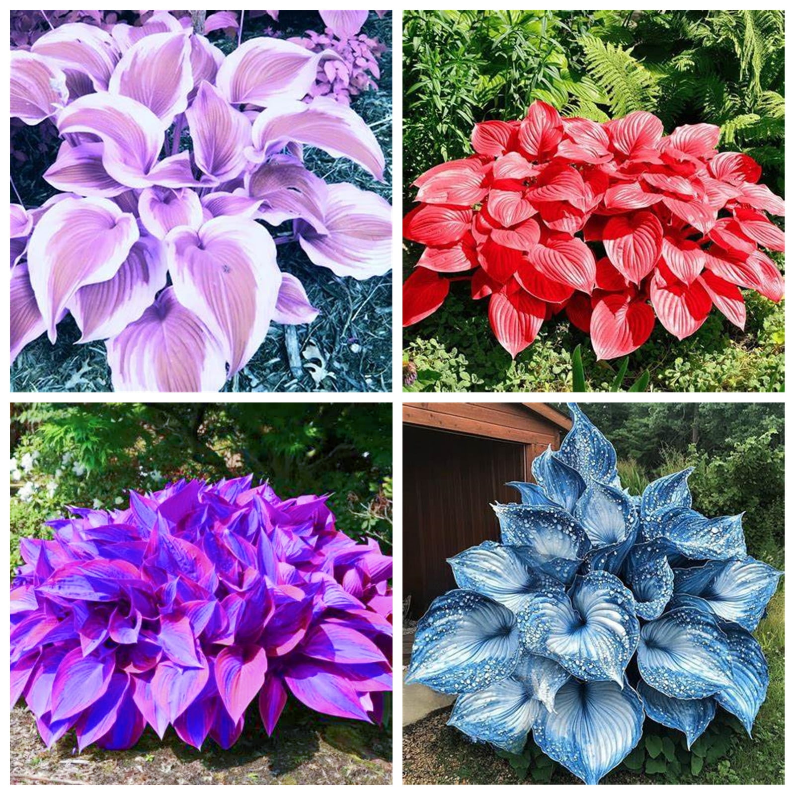 Garden Decoration (Hosta bulk) Professional Planting for Stunning ...