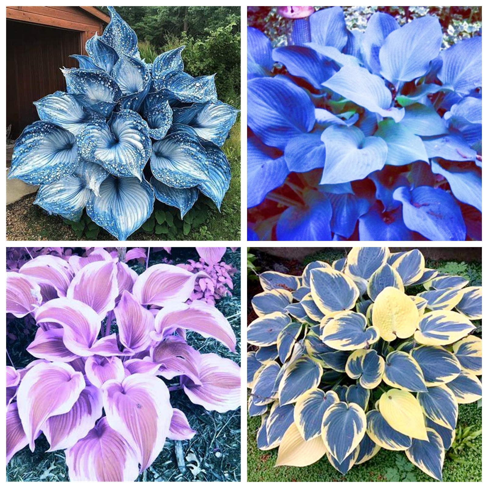 Garden Decoration (Hosta bulk) Professional Planting for Stunning ...