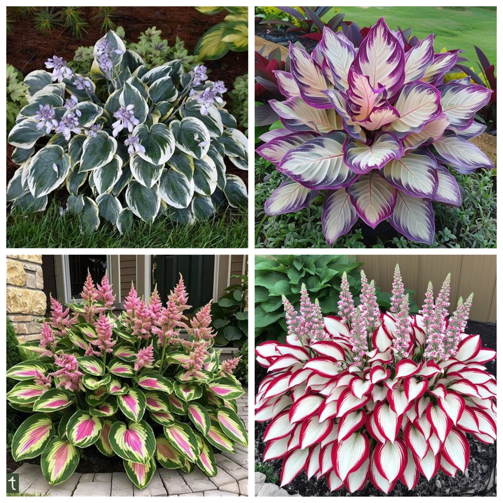 Garden Decoration (Hosta bulk) Professional Planting for Stunning ...