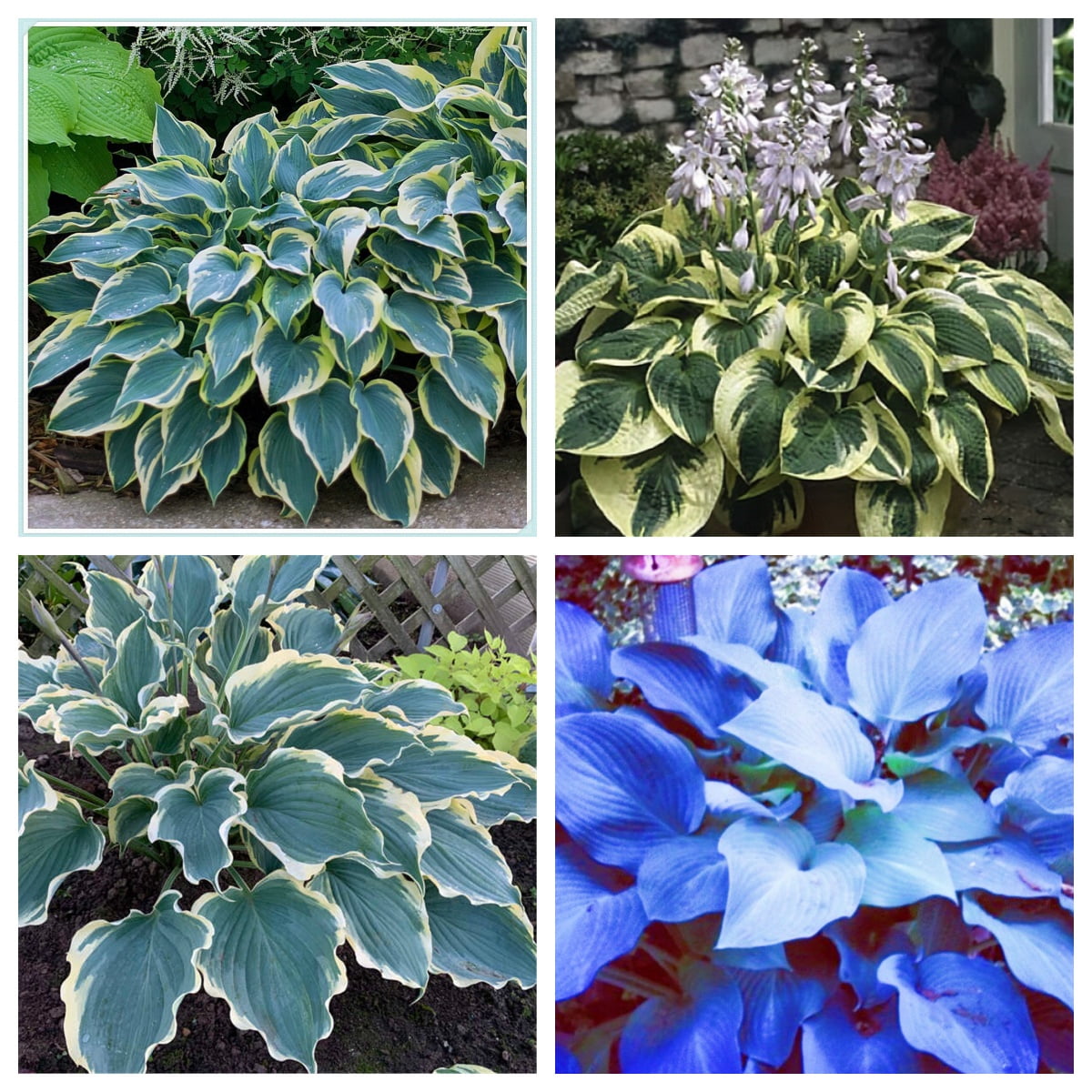 Garden Decoration (Hosta bulk) Professional Planting for Stunning ...