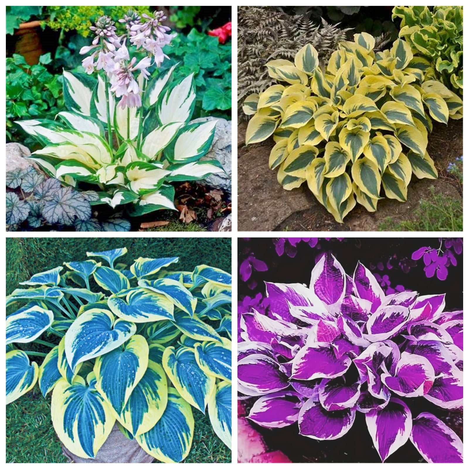 Garden Decoration (Hosta bulk) Professional Planting for Stunning ...
