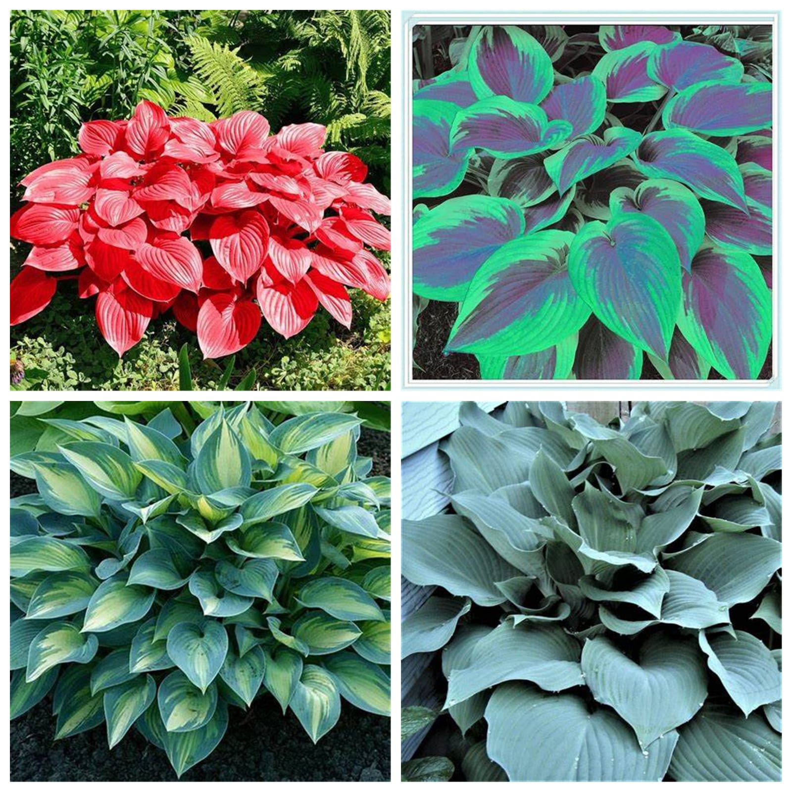 Garden Decoration (Hosta bulk) Professional Planting for Stunning ...