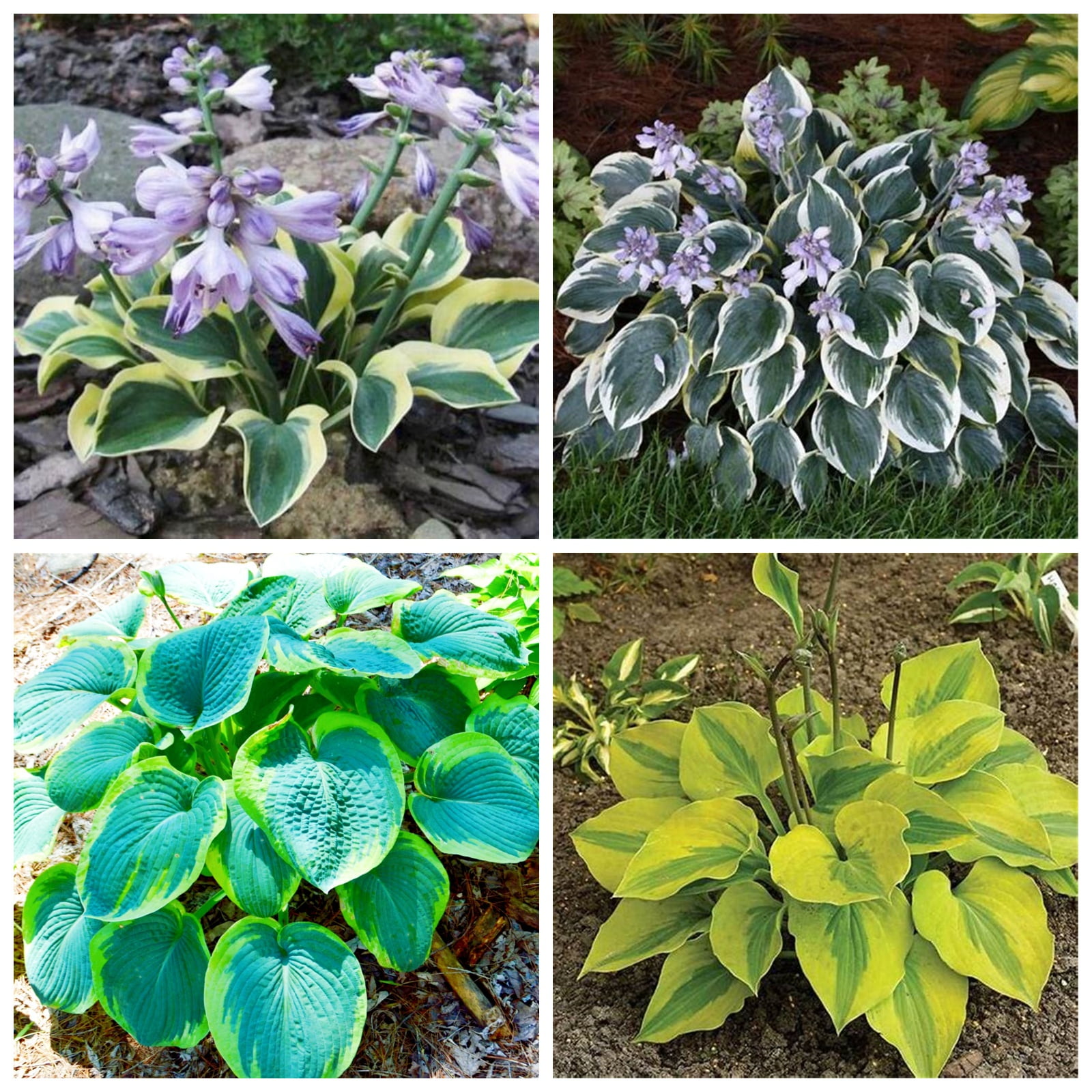 Garden Decoration (Hosta bulk) Professional Planting for Stunning ...