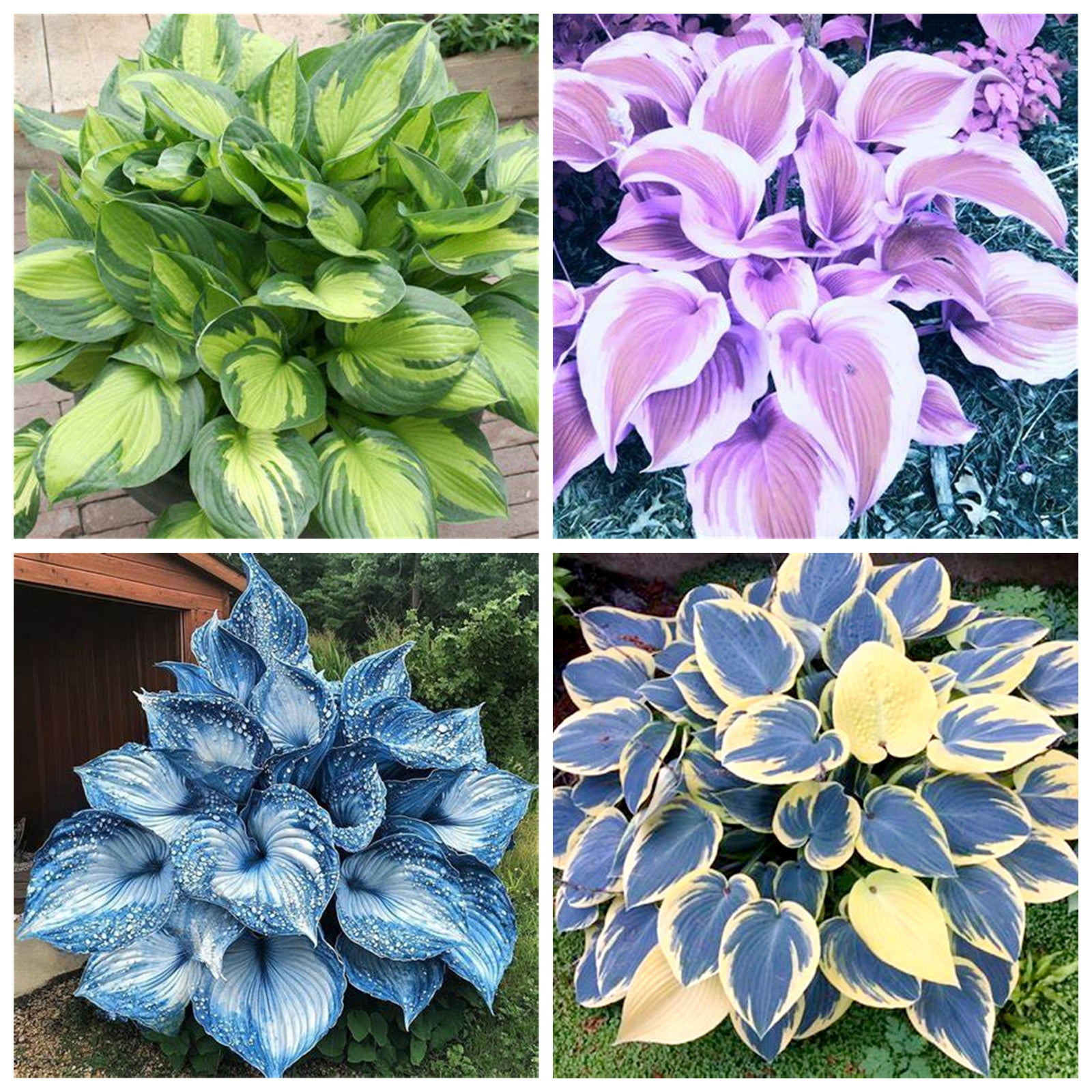 Garden Decoration (Hosta bulk) Professional Planting for Stunning ...