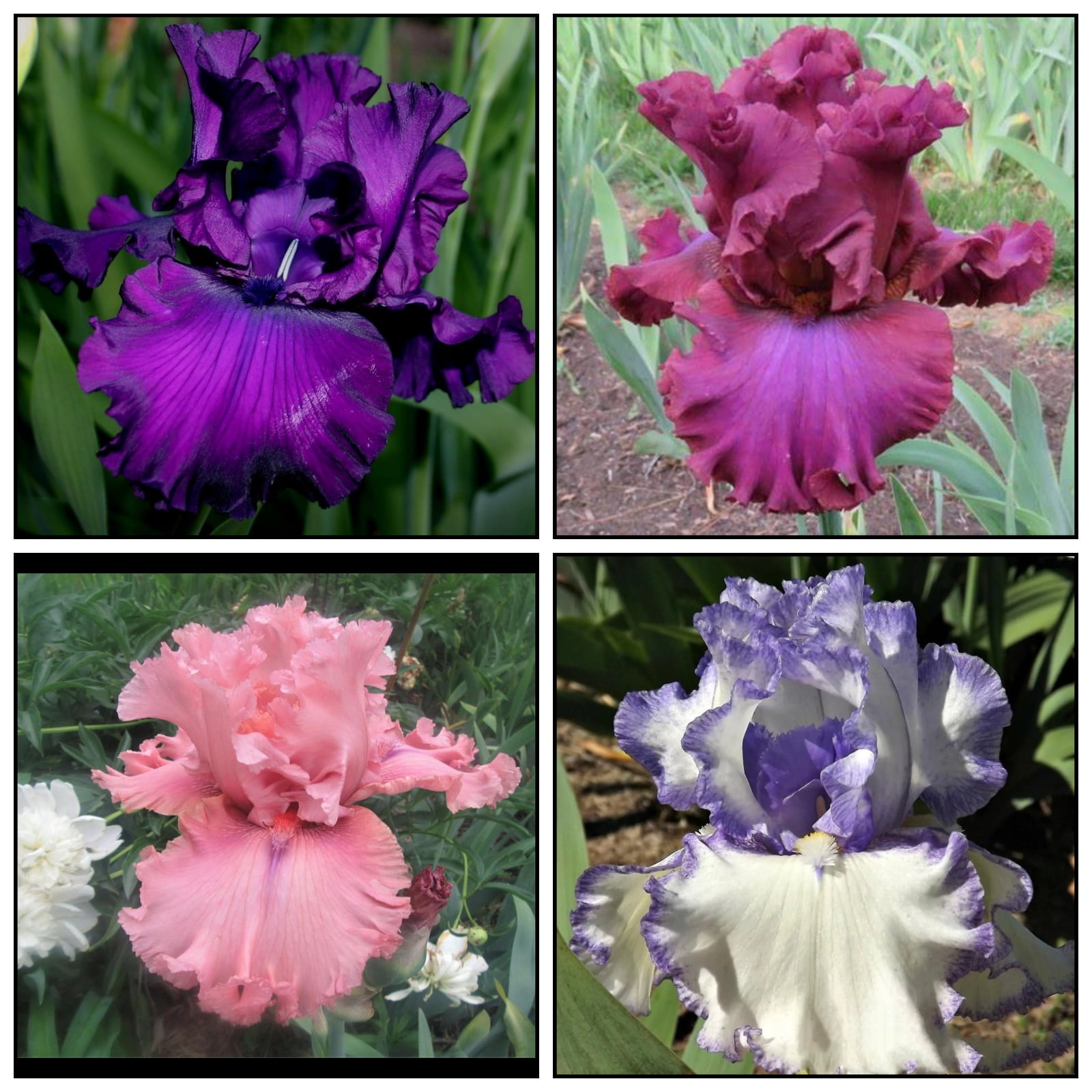 Garden Decoration (Iris) Professional Planting for Stunning Garden ...