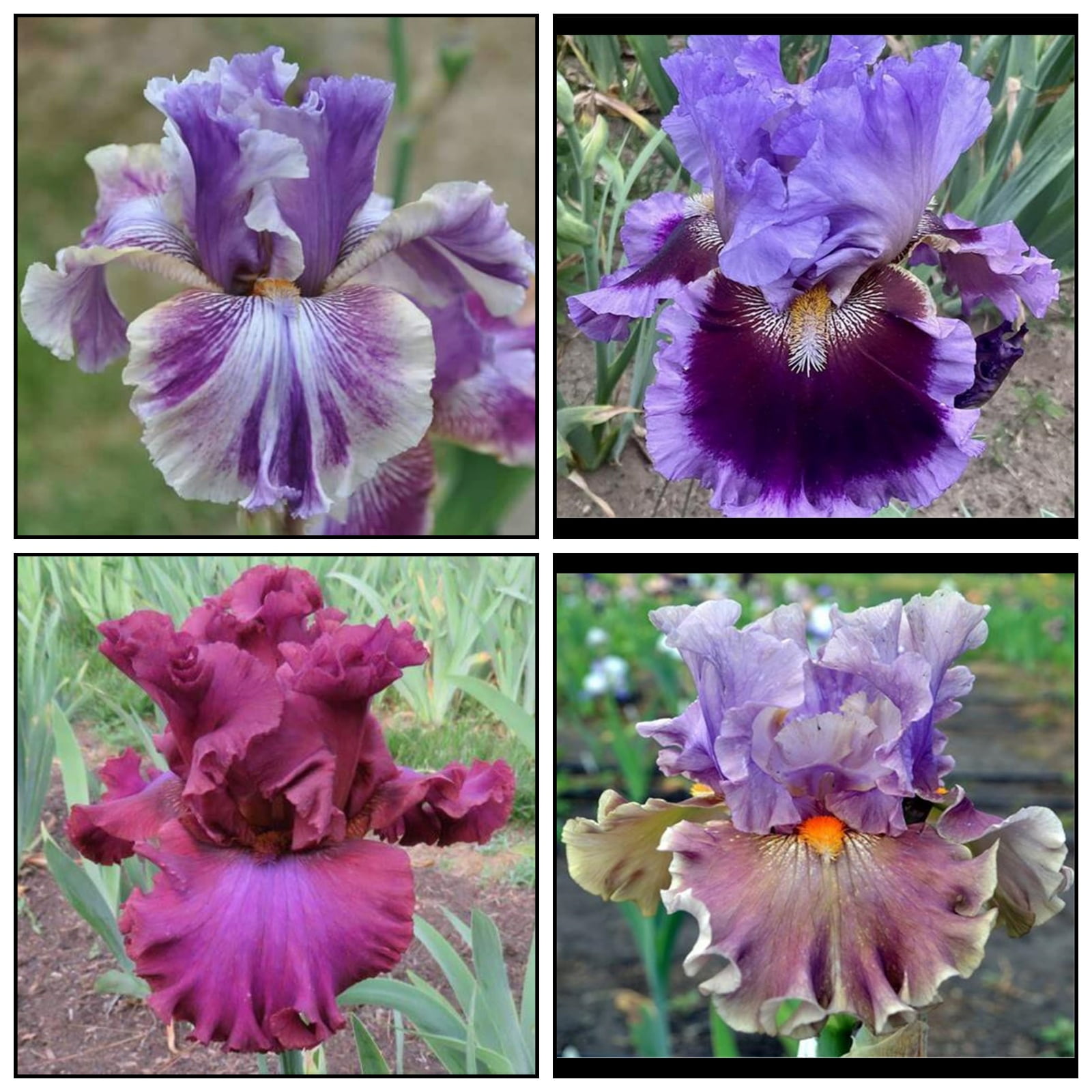 Garden Decoration (Iris) Professional Planting for Stunning Garden ...