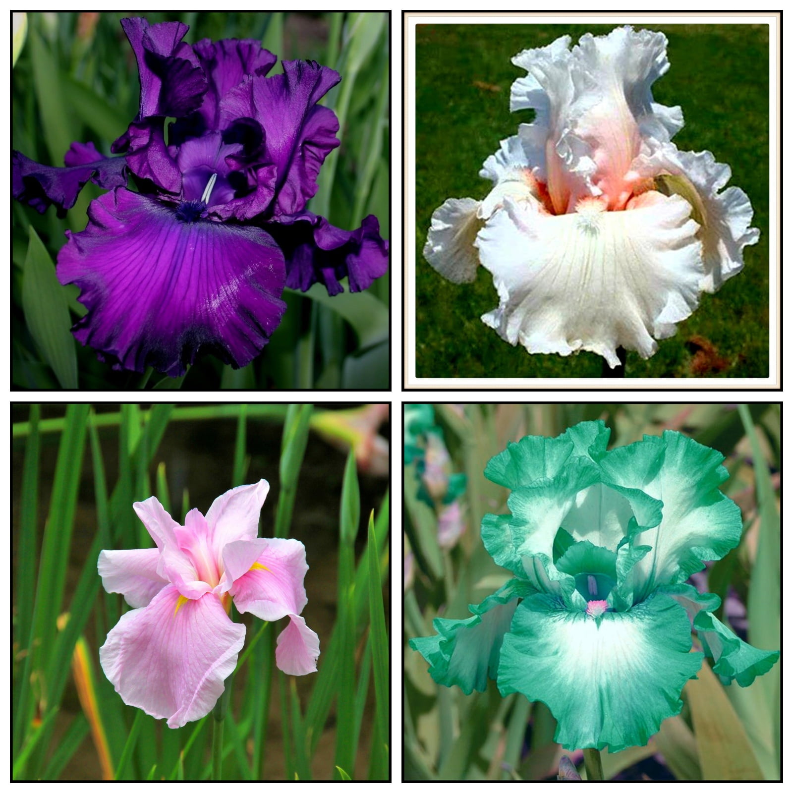 Garden Decoration (Iris) Professional Planting for Stunning Garden ...