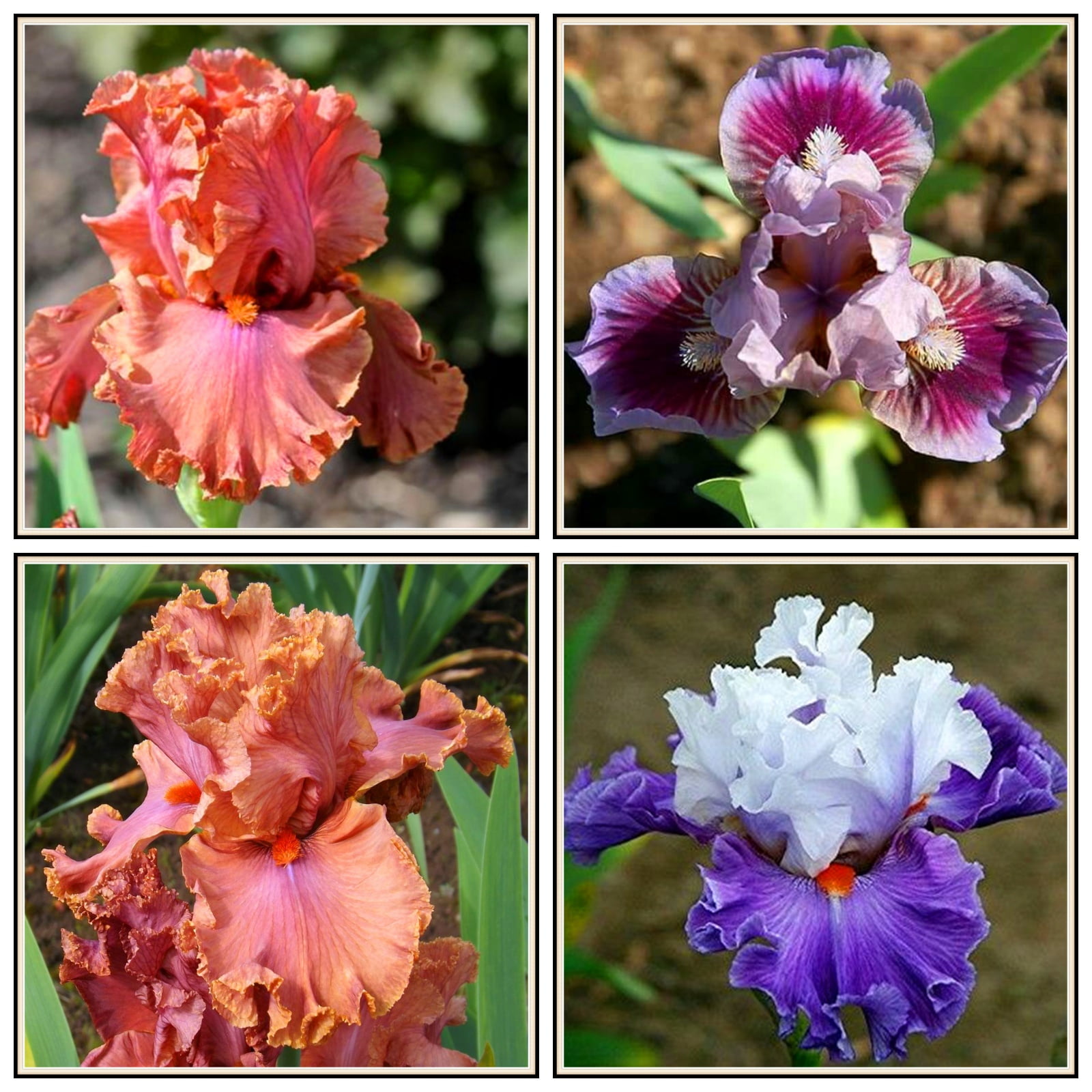 Garden Decoration (Iris) Professional Planting for Stunning Garden ...