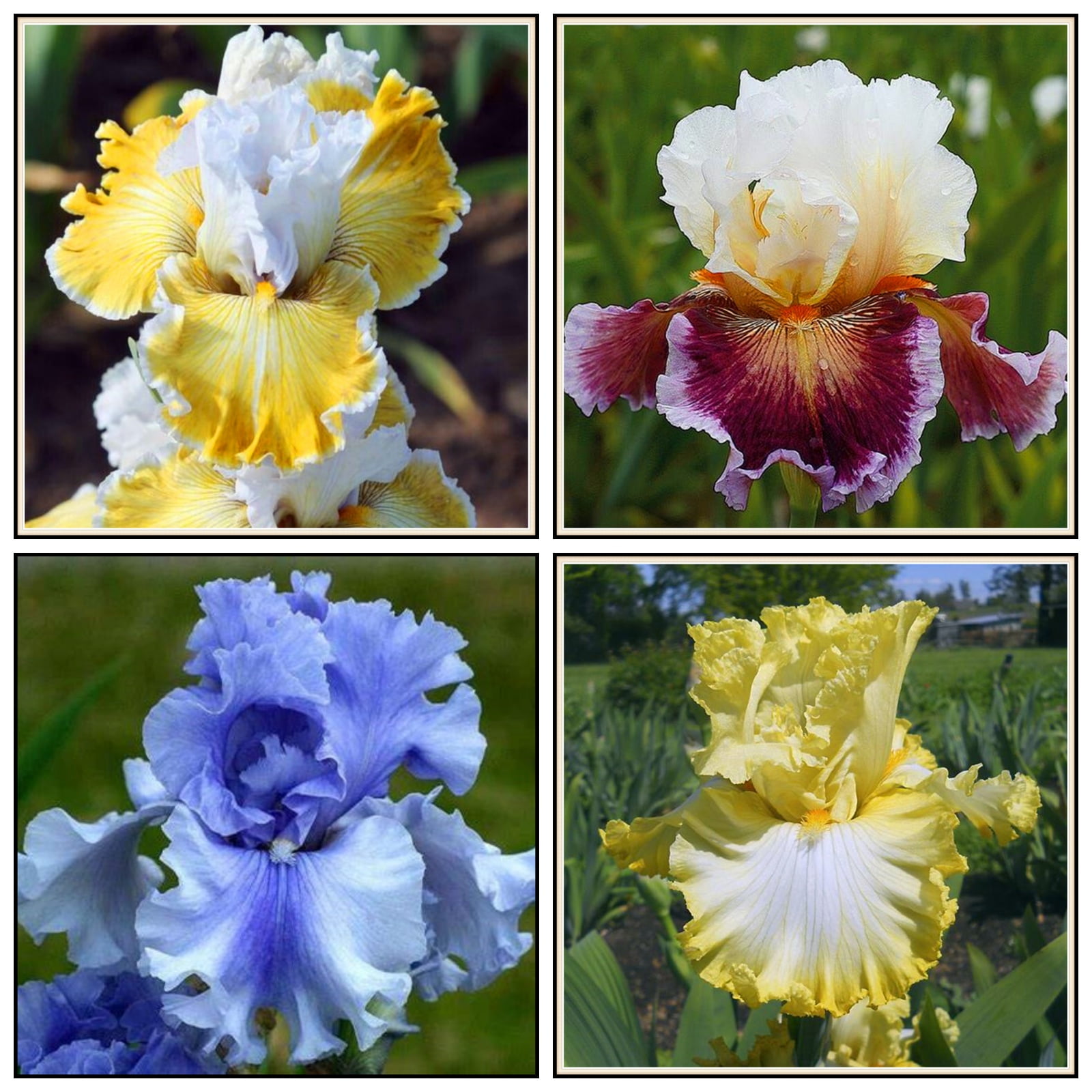 Garden Decoration (Iris) Professional Planting for Stunning Garden ...