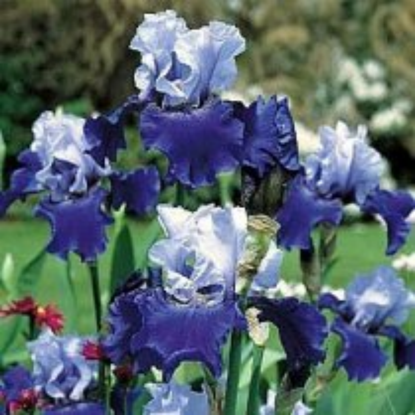 Garden Decoration-Iris bulbs for planting-Ins style garden must-have-Bearded Iris for Planting ...