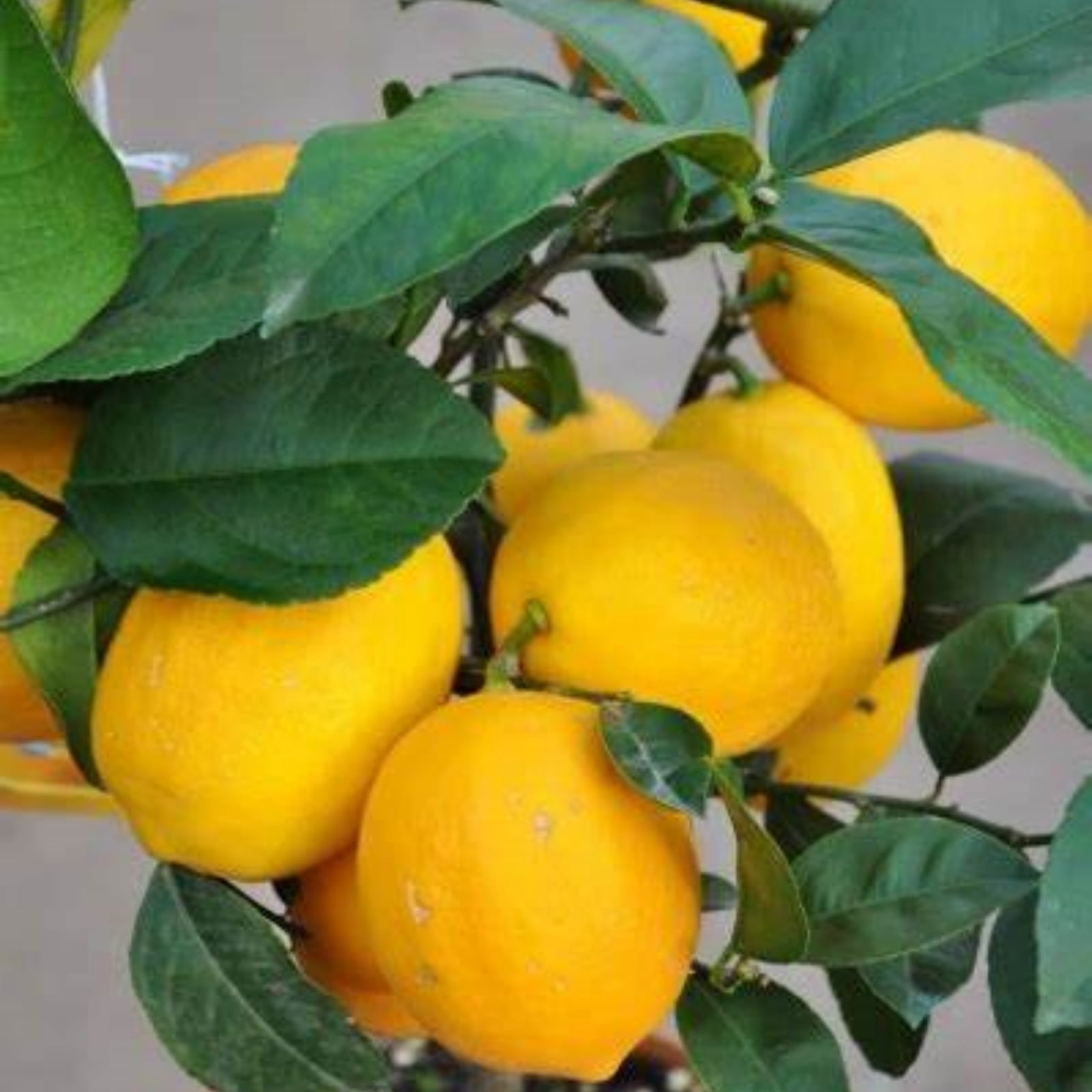 Garden Decoration,Lemon , ( LemonS ),Suitable for cut flower vases,Fast ...