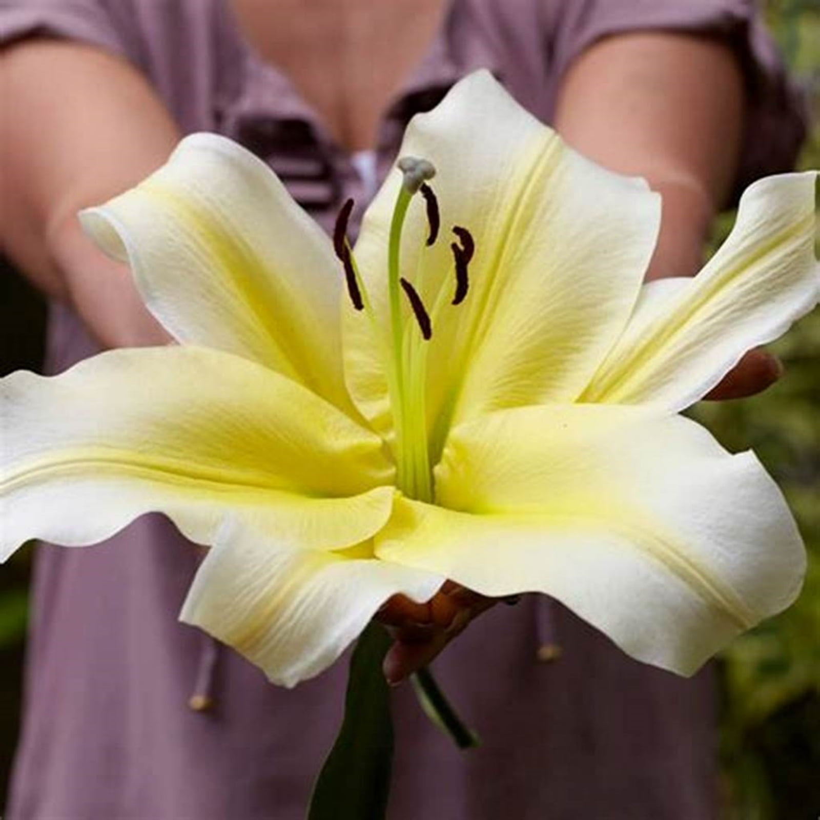 Garden Decoration, Lily , (Lily )planting,Suitable for cut flower vases ...