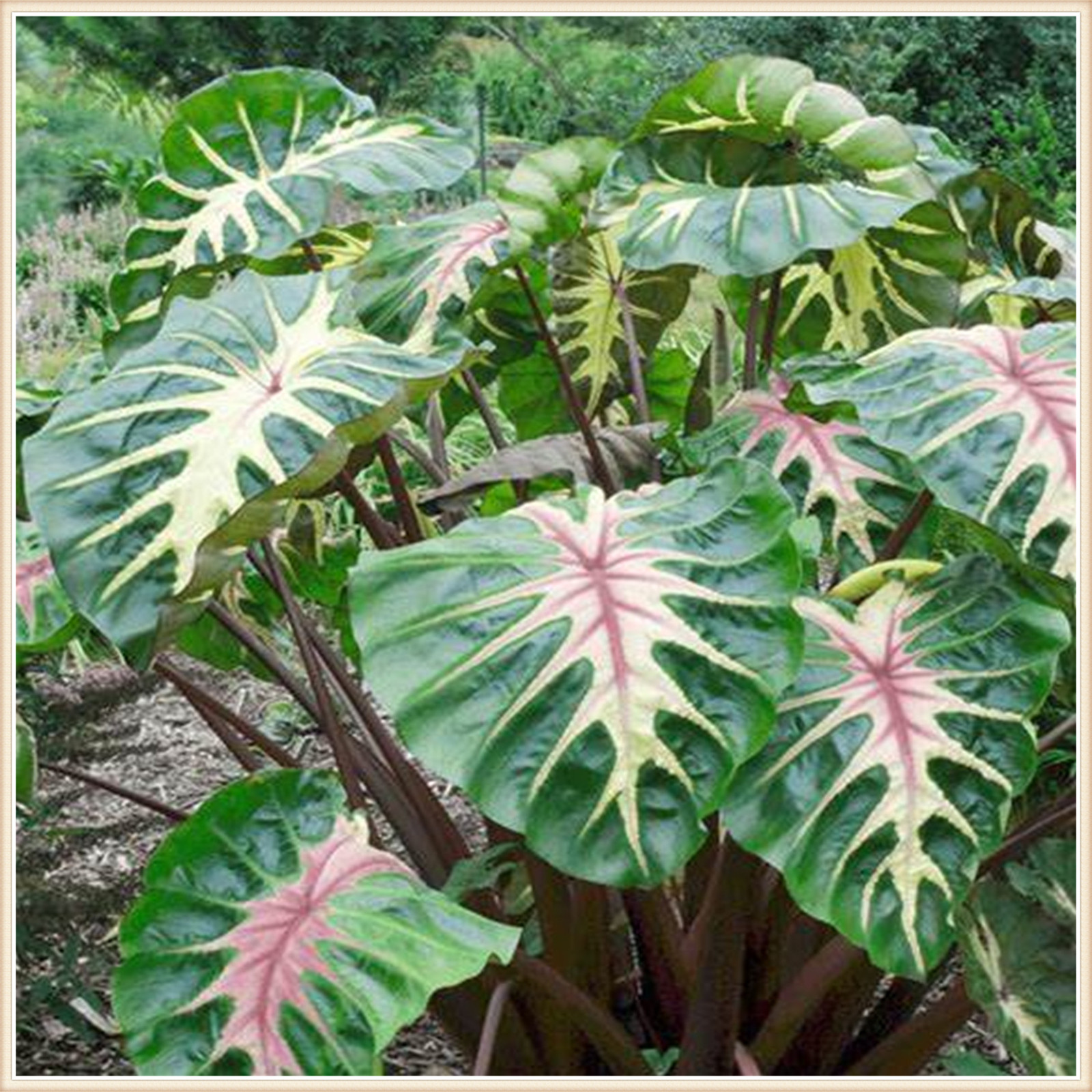 Garden Decoration Ornaments [Elephant ear Mix Bulk] Enjoyable Home ...