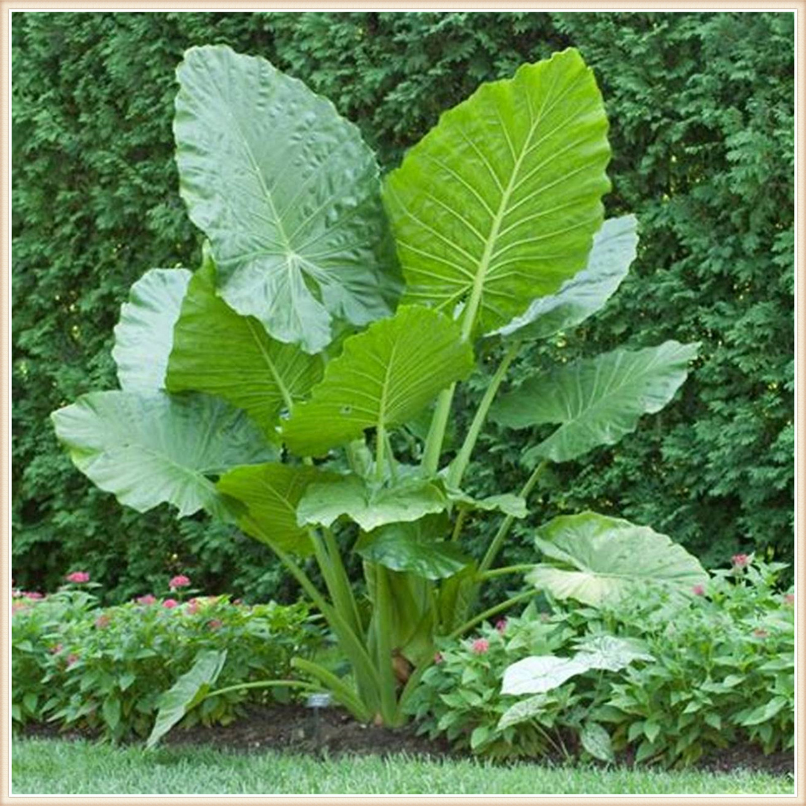 Garden Decoration Ornaments [Elephant ear Mix Bulk] Enjoyable Home ...