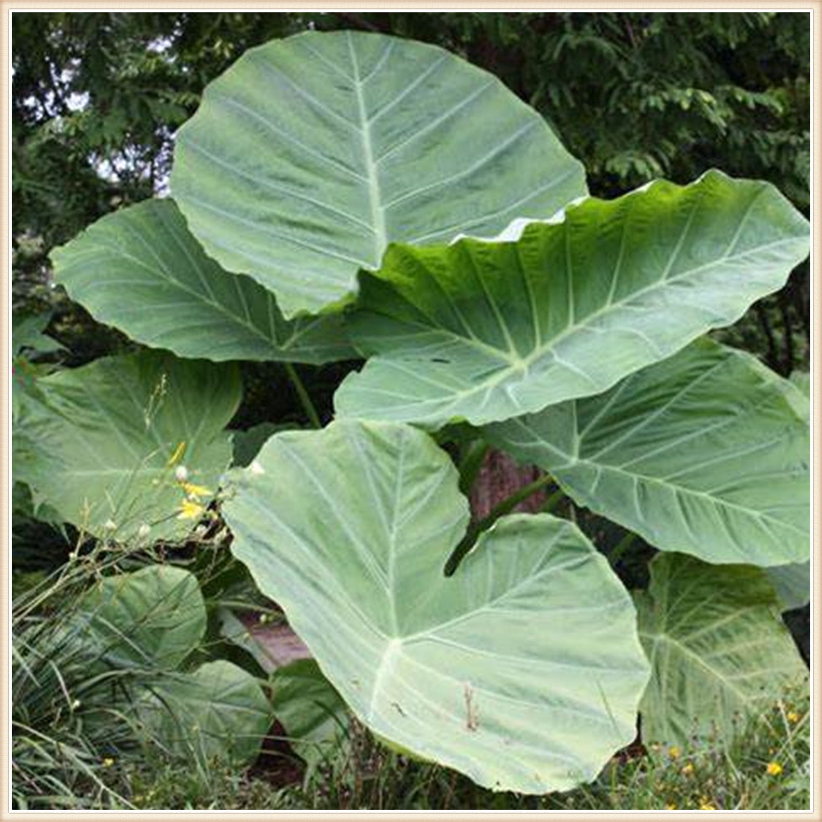 Garden Decoration Ornaments [Elephant ear Mix Bulk] Enjoyable Home ...