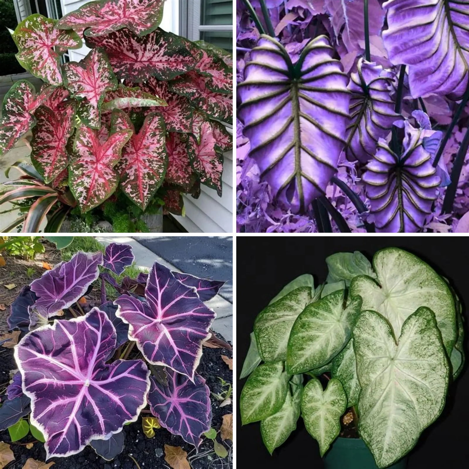 Garden Decoration Ornaments-[Elephant ear Plant for Planting ...