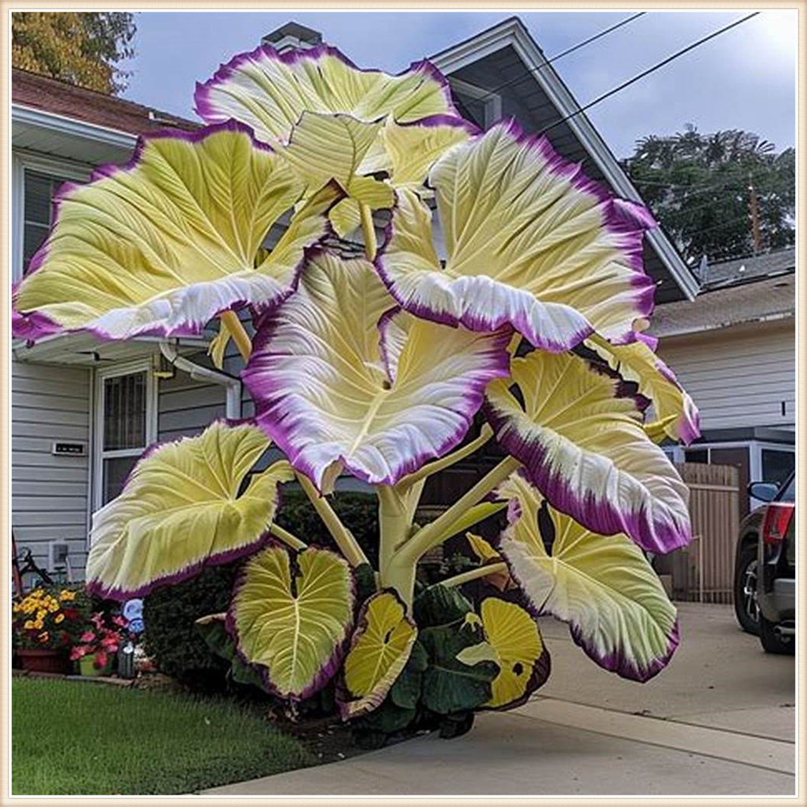 Garden Decoration Ornaments [Elephant ear Plant for Planting ...