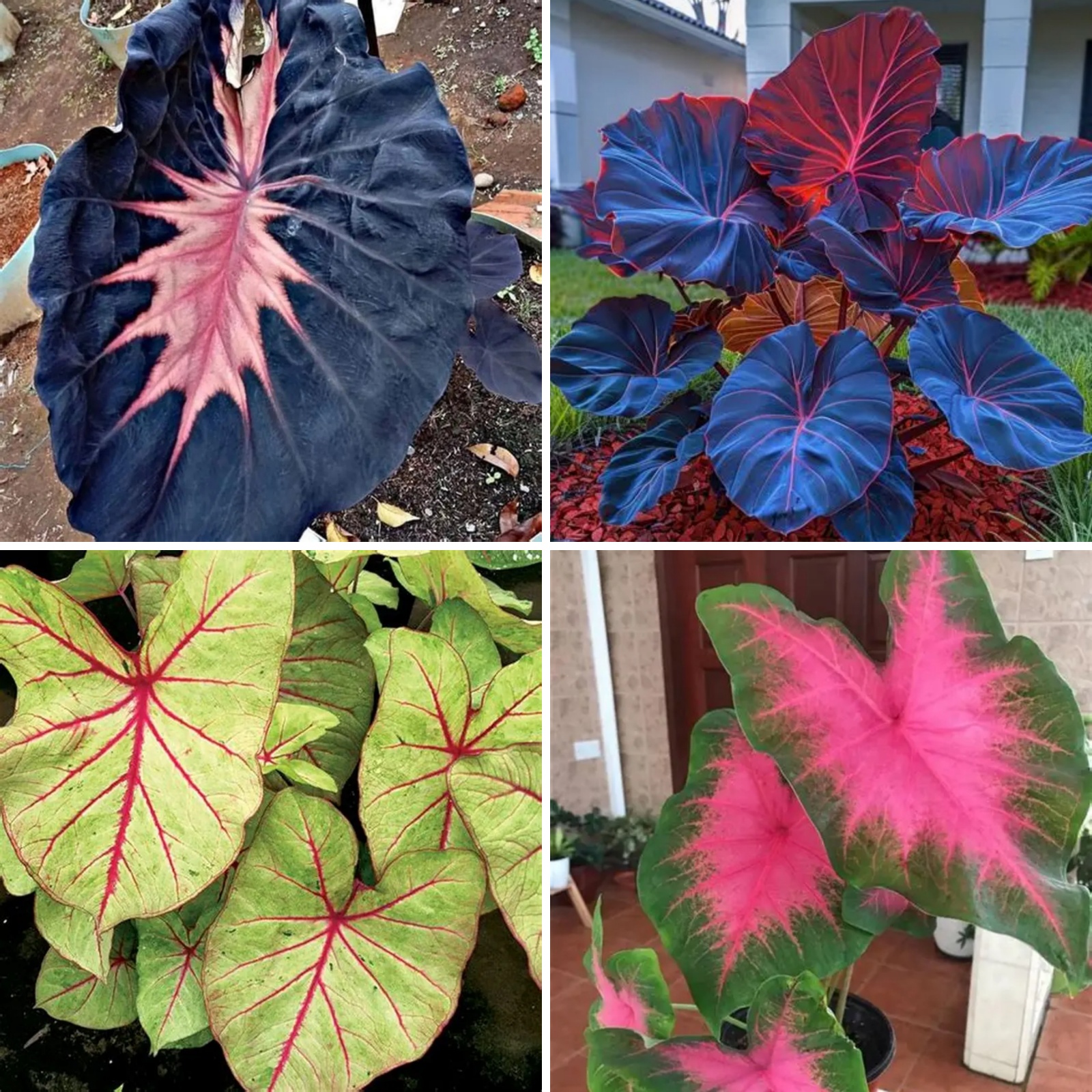 Garden Decoration Ornaments-[Elephant ear Plant for Planting ...