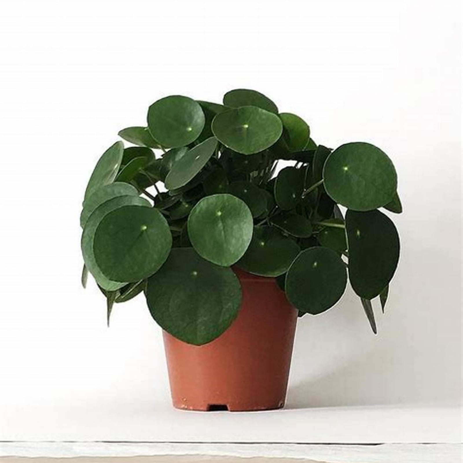 Garden Decoration, Qianjin vine bulb , ( Qianjin vine bulbs )planting,Suitable for cut flower ...