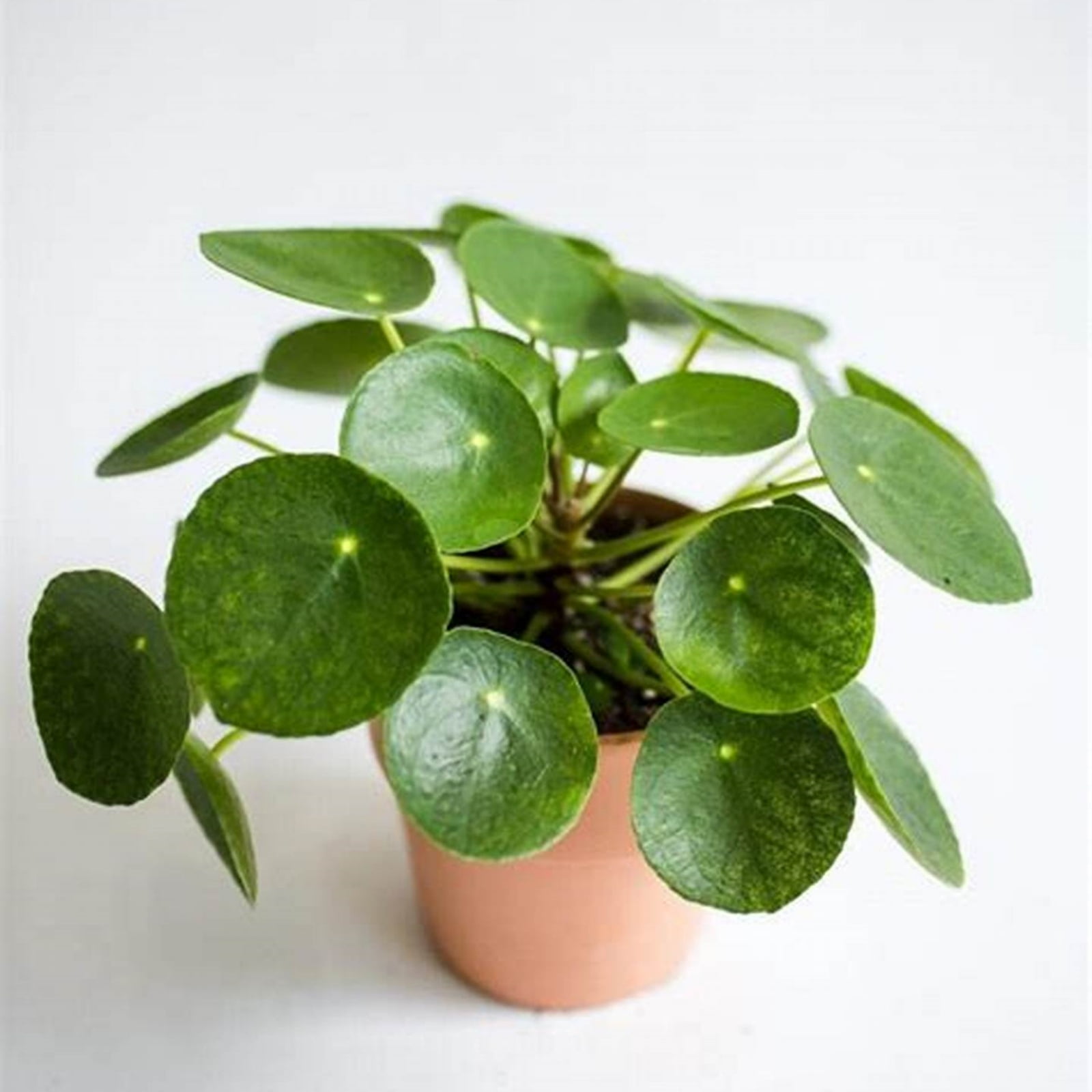 Garden Decoration, Qianjin vine bulb , ( Qianjin vine bulbs )planting,Suitable for cut flower ...