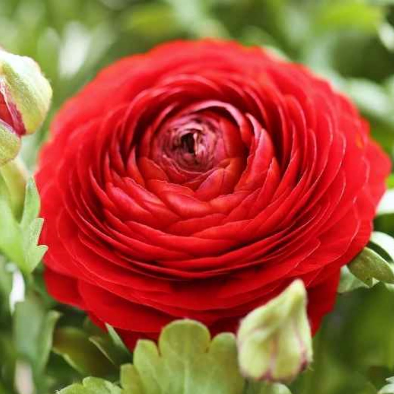 Garden Decoration, Ranunculus , (Ranunculus)planting,Suitable for cut ...