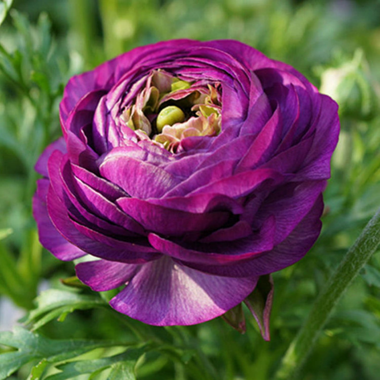 Garden Decoration, Ranunculus , (Ranunculus)planting,Suitable for cut ...