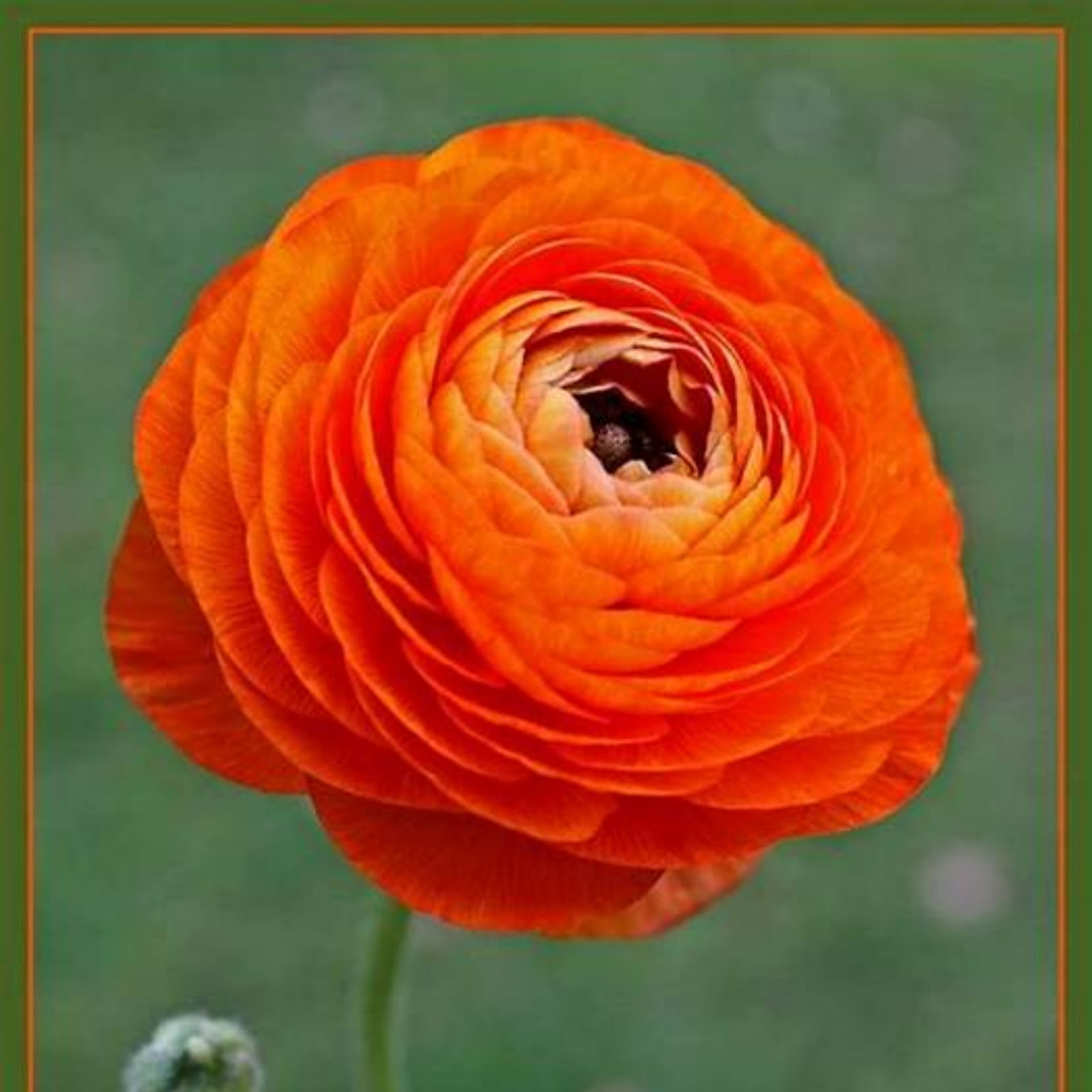 Garden Decoration, Ranunculus , (Ranunculus)planting,Suitable for cut ...