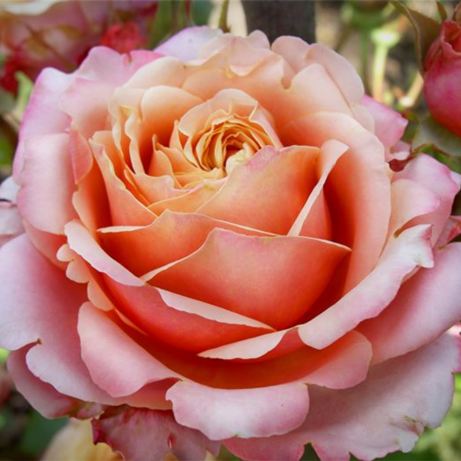 Garden Decoration, Rose, (RoseS),Suitable for cut flower vases,Fast ...