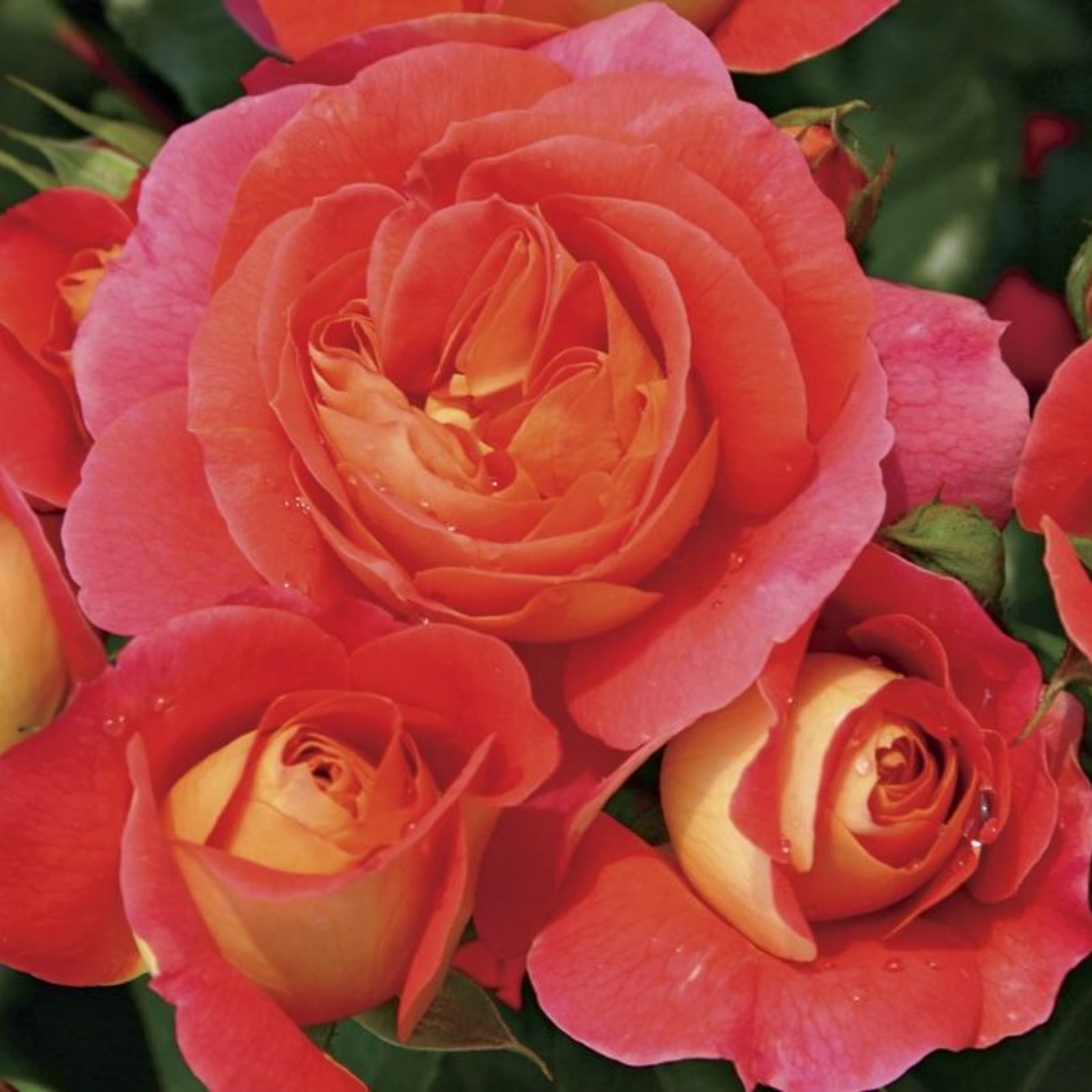 Garden Decoration, Rose, (RoseS),Suitable for cut flower vases,Fast ...