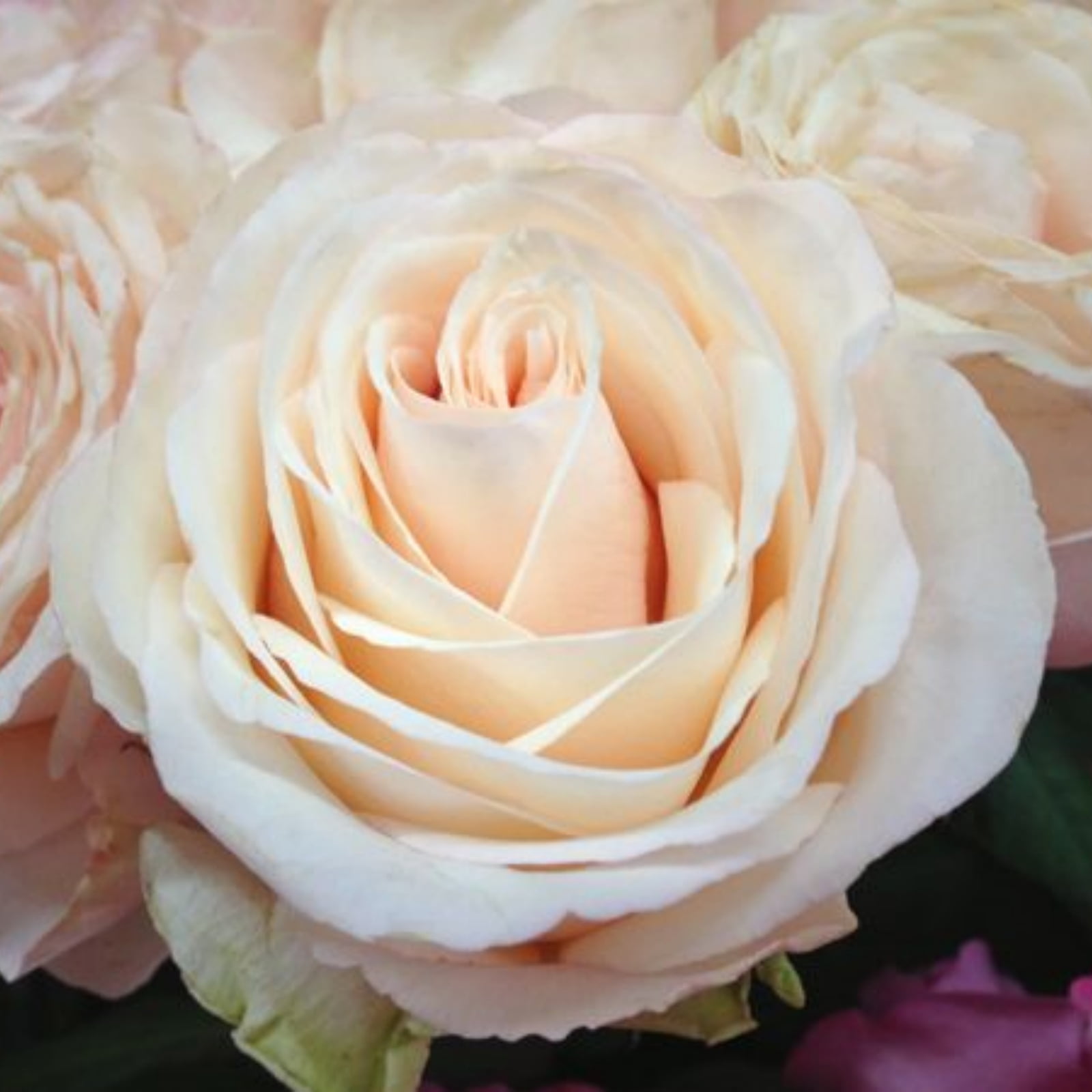 Garden Decoration, Rose, (RoseS),Suitable for cut flower vases,Fast ...