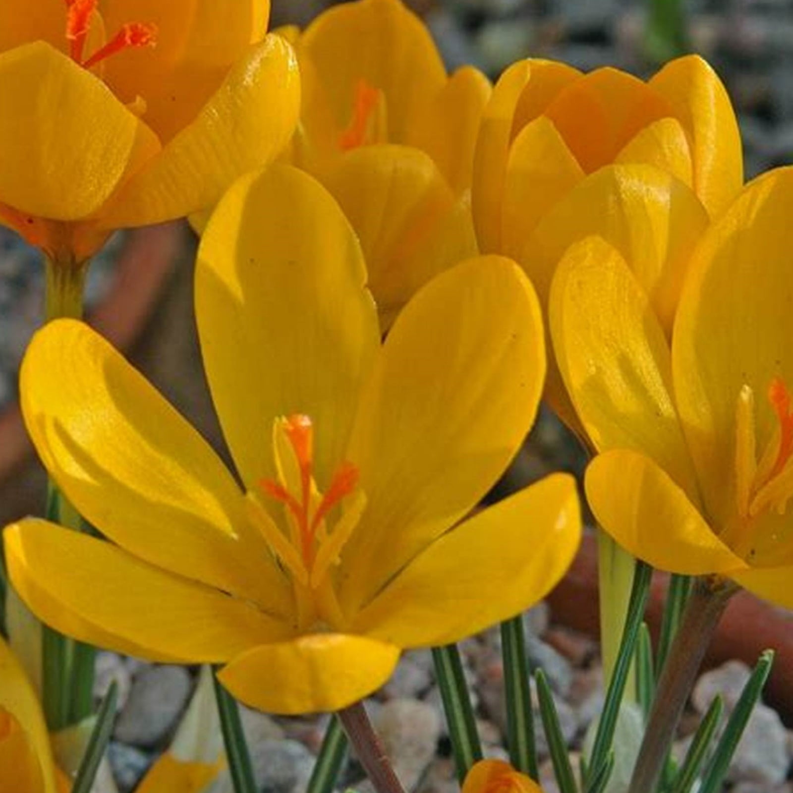 Garden Decoration,Saffron , (Saffrons)planting,Suitable for cut flower ...