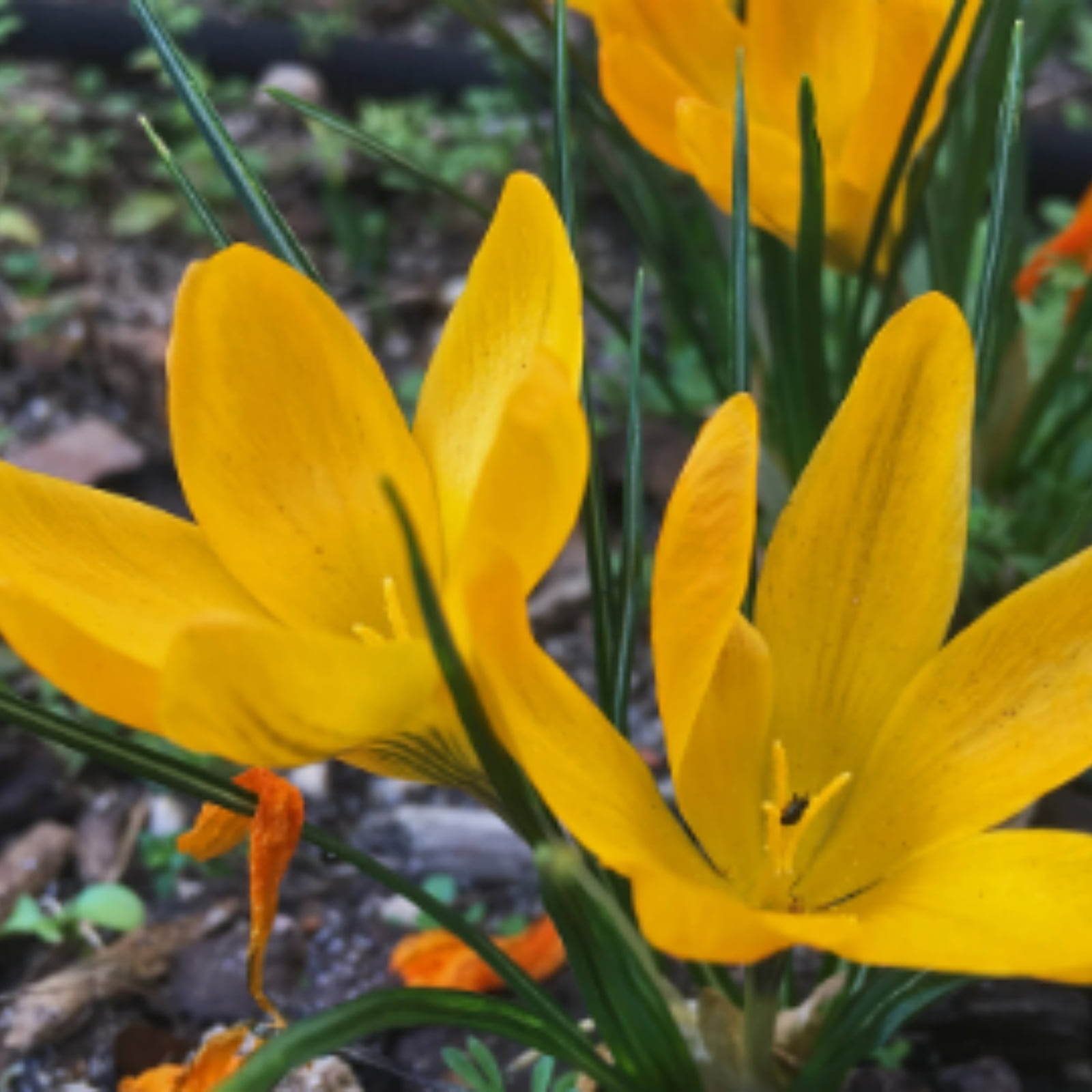 Garden Decoration,Saffron , (Saffrons)planting,Suitable for cut flower ...