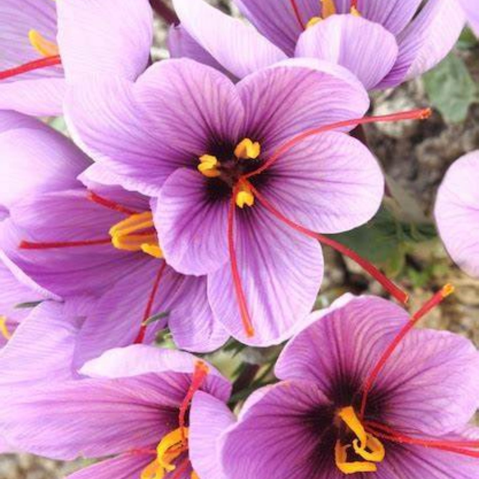 Garden Decoration,Saffron , (Saffrons)planting,Suitable for cut flower ...