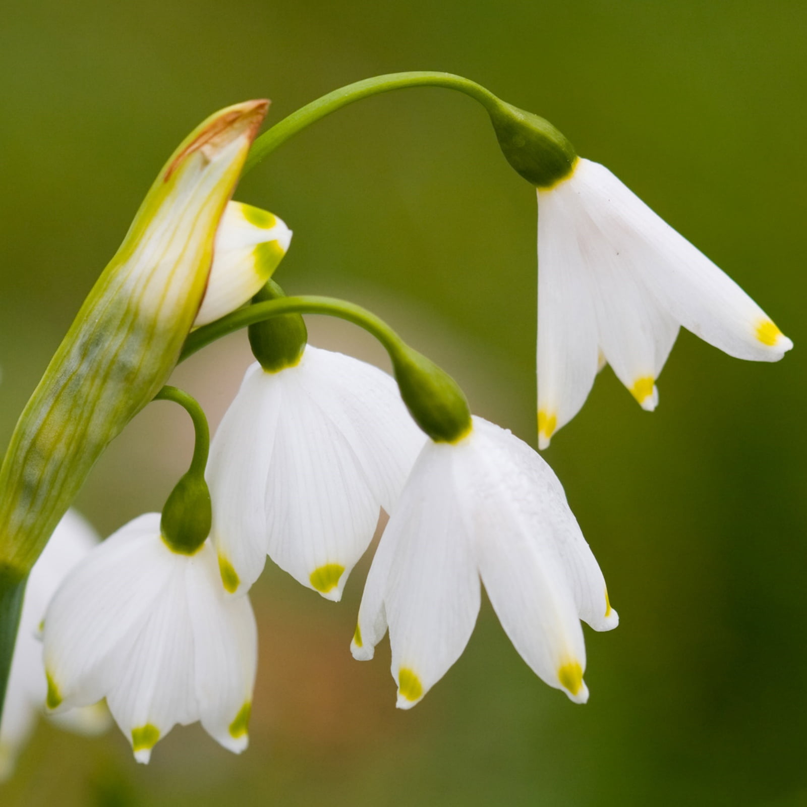 Garden Decoration,Snowdrop , ( Snowdrop ),Suitable for cut flower vases ...